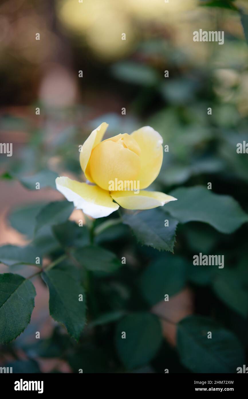 Beautiful out of focus rose on green background with copy space Stock ...