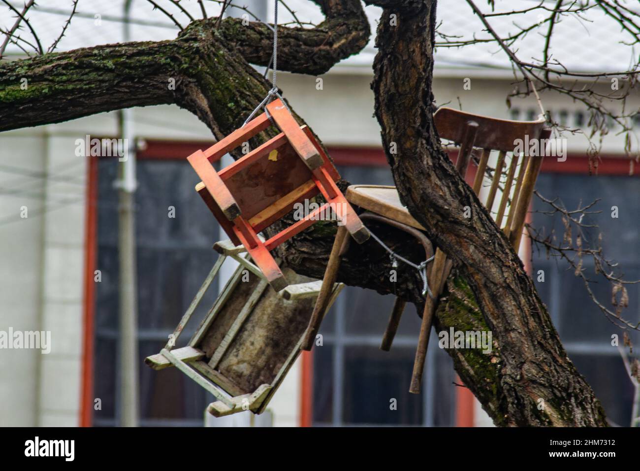 Wooden chairs on a tree branch in a forest Stock Photo - Alamy