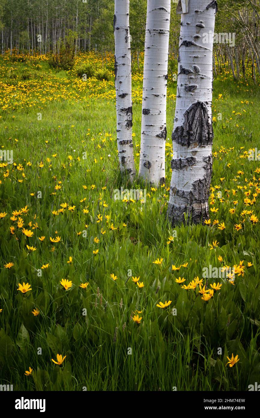 Northern wyethia hi-res stock photography and images - Alamy