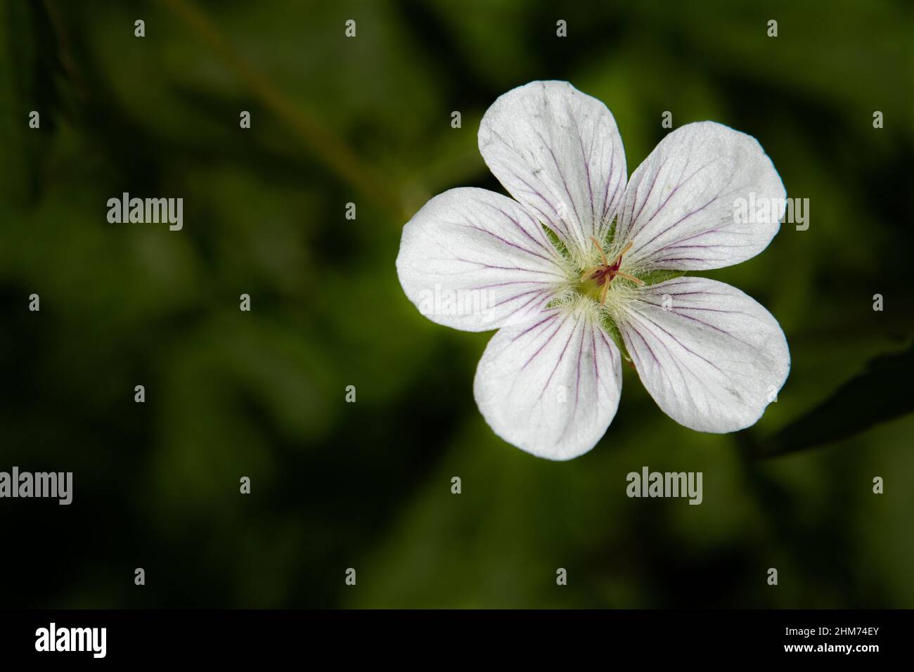 Close-up of a single blossom of a Richardson's geranium (Geranium ...