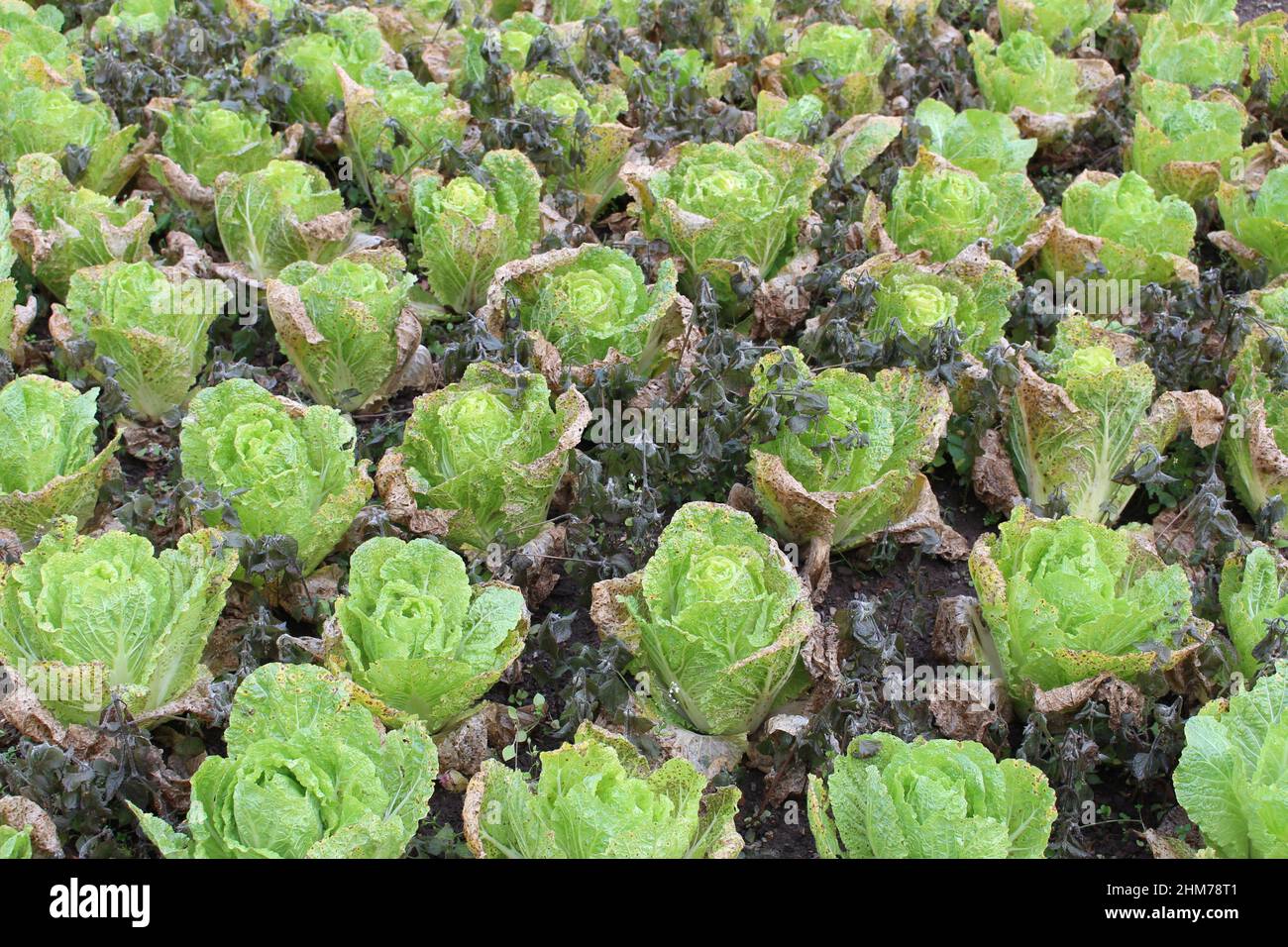 Field of growing cabbages Stock Photo - Alamy