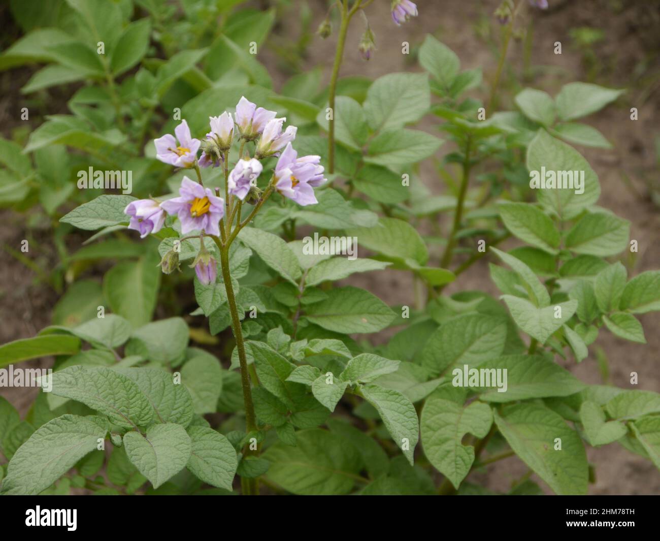 Close-up shot of a yukon gold potato flower growing in the garden Stock ...