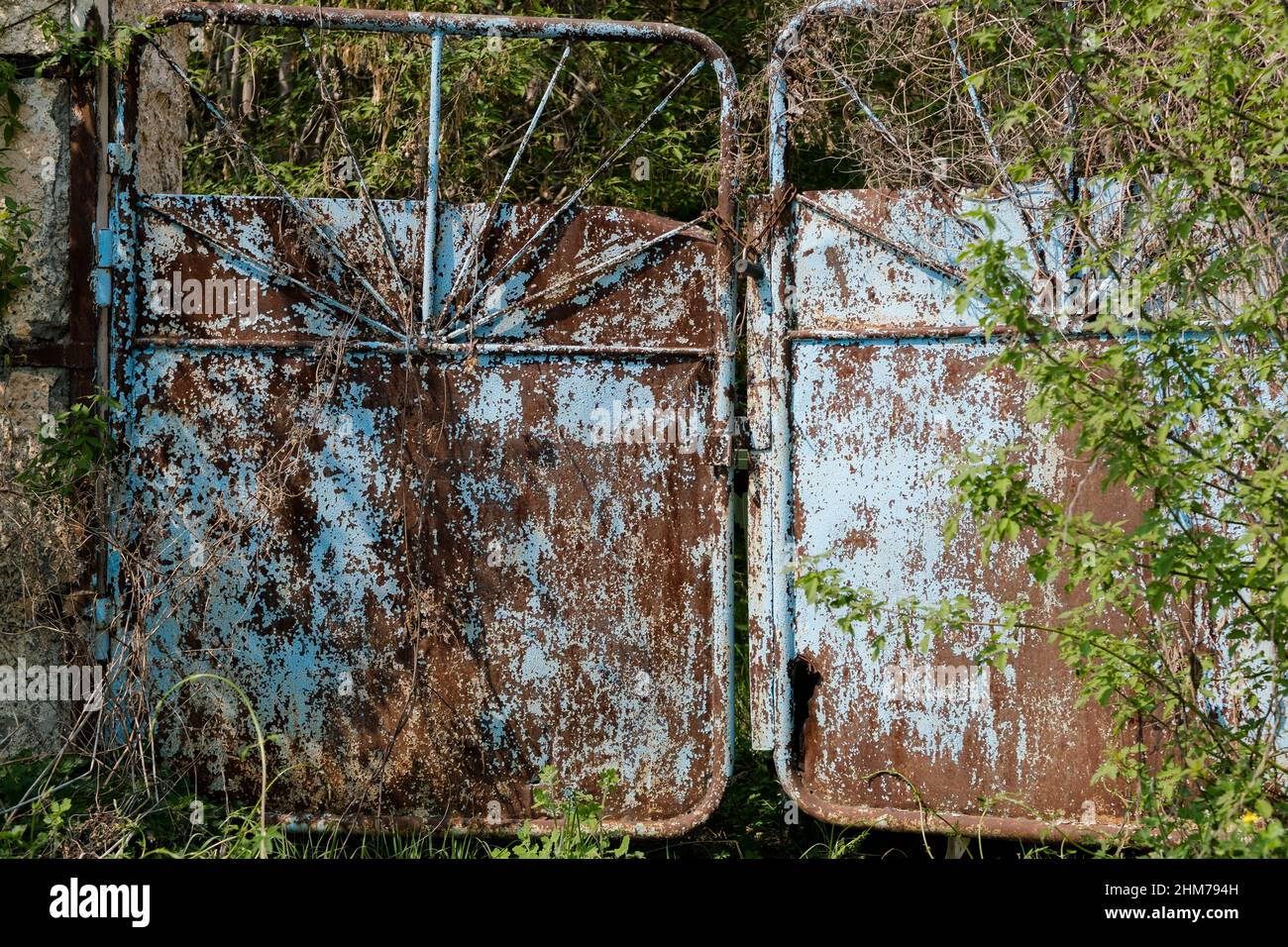 Old rusty blue gate on an abandoned lot Stock Photo - Alamy