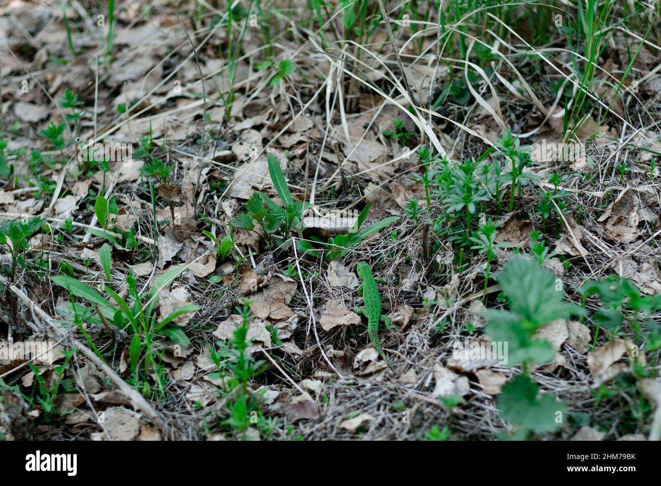 A cute green lizard hiding among the old dry oak foliage. Lizard looks ...