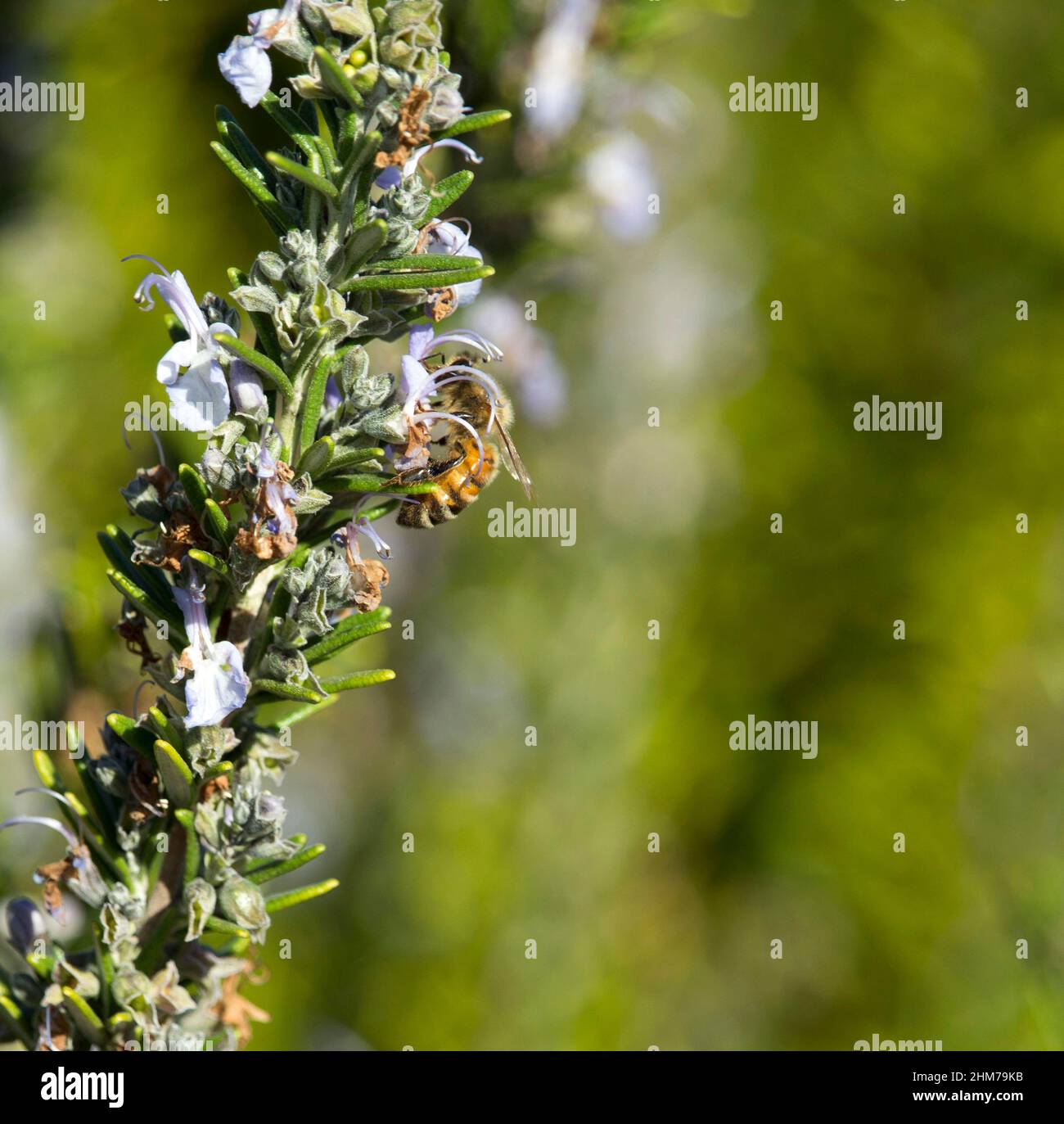 Rosemary, Rosmarinus officinalis,a member of mint family Lamiaceae, is ...