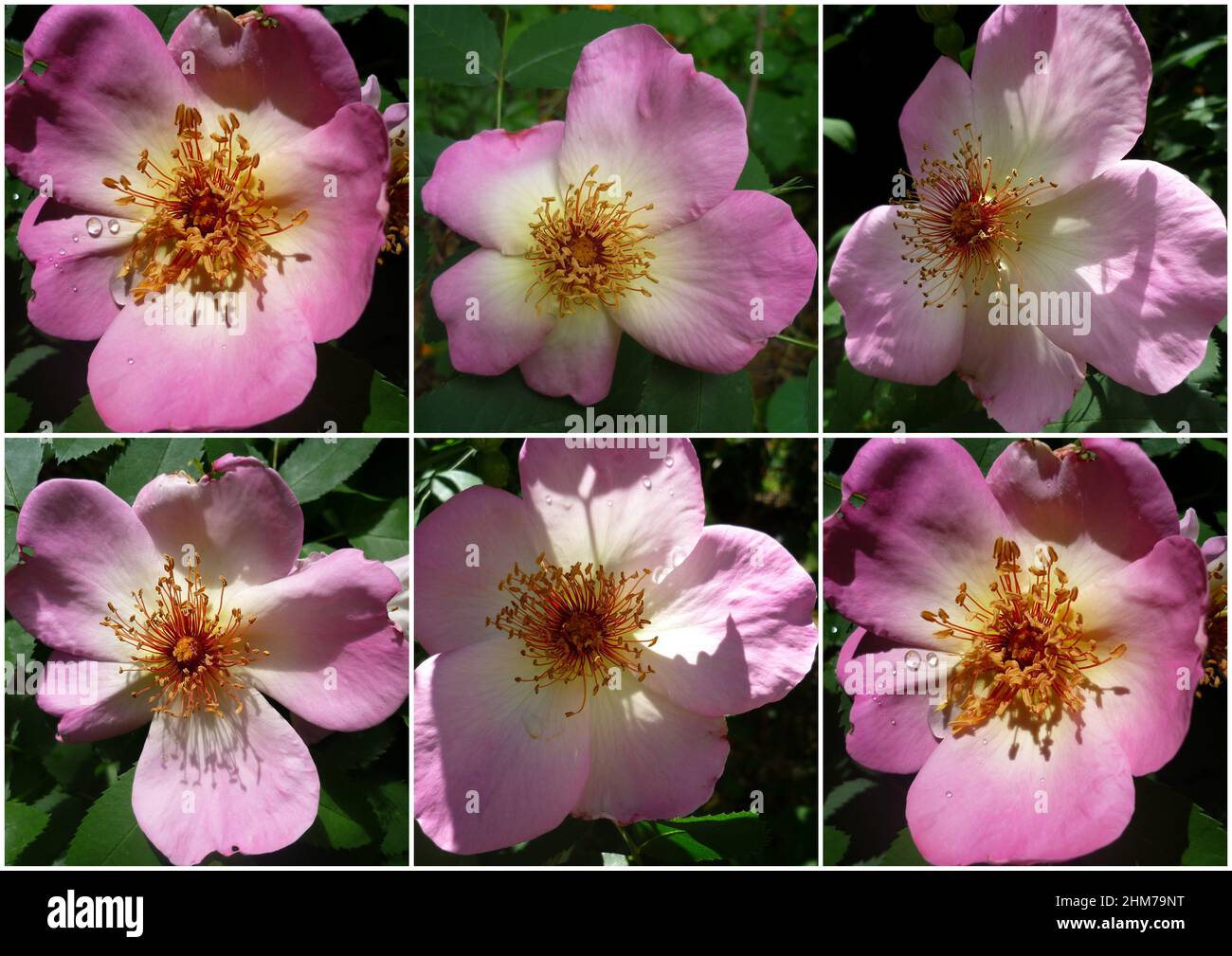 Rose buds after pruning Cut Out Stock Images & Pictures - Alamy