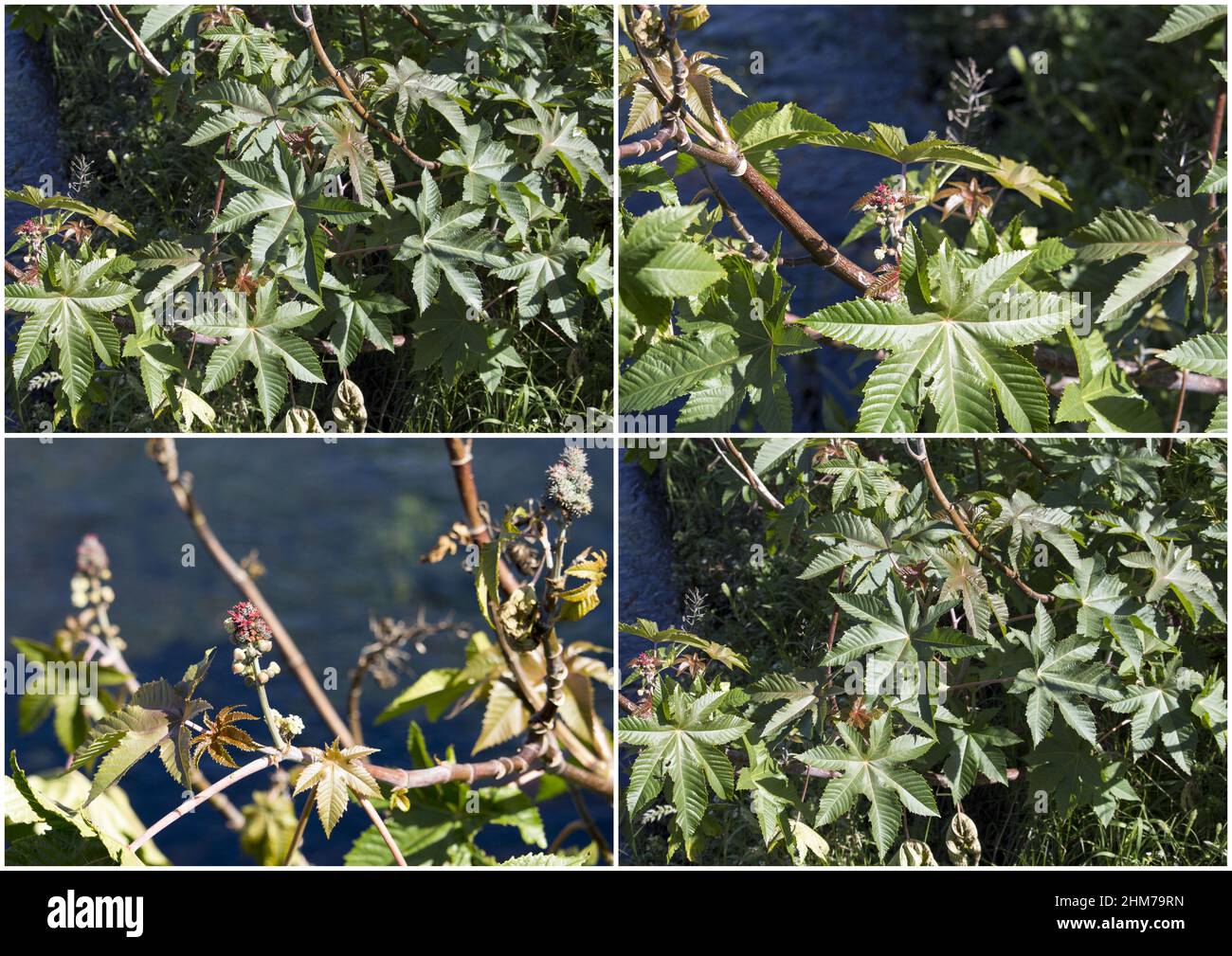 Collage of green buds and flowers of Castor oil plant Ricinus communis ...