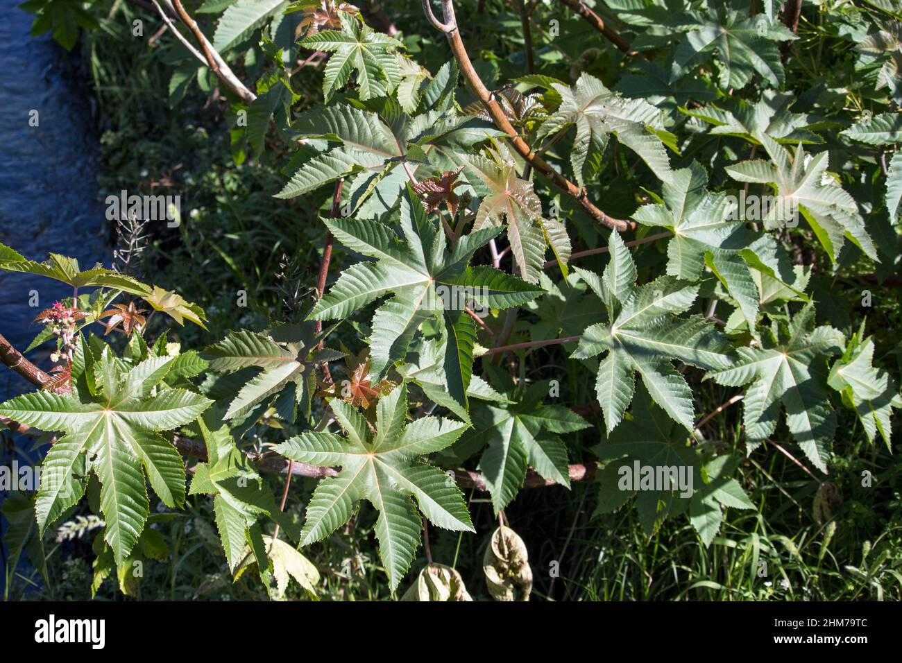 Collage of green buds and flowers of Castor oil plant Ricinus communis ...