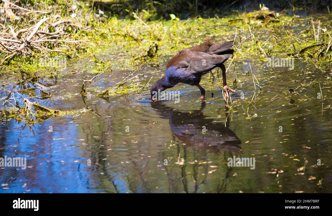 Strong legs and their feet with all four toes webbed hi-res stock ...
