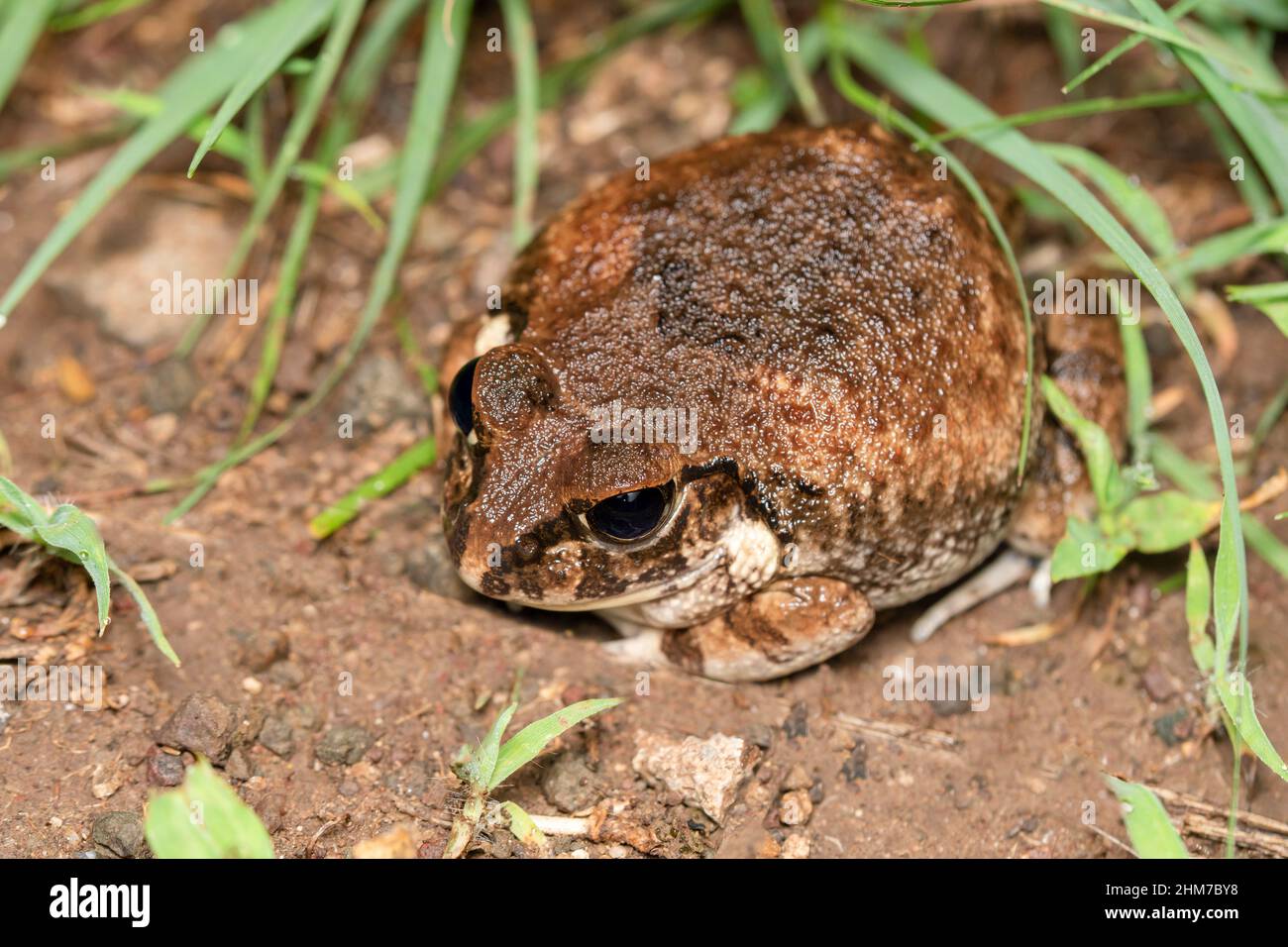 Burrowing frog hi-res stock photography and images - Alamy