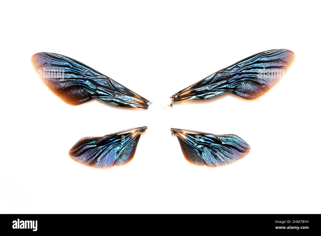 Carpenter Bee Wings, Xylocopa latipes, Satara, Maharashtra, India Stock ...