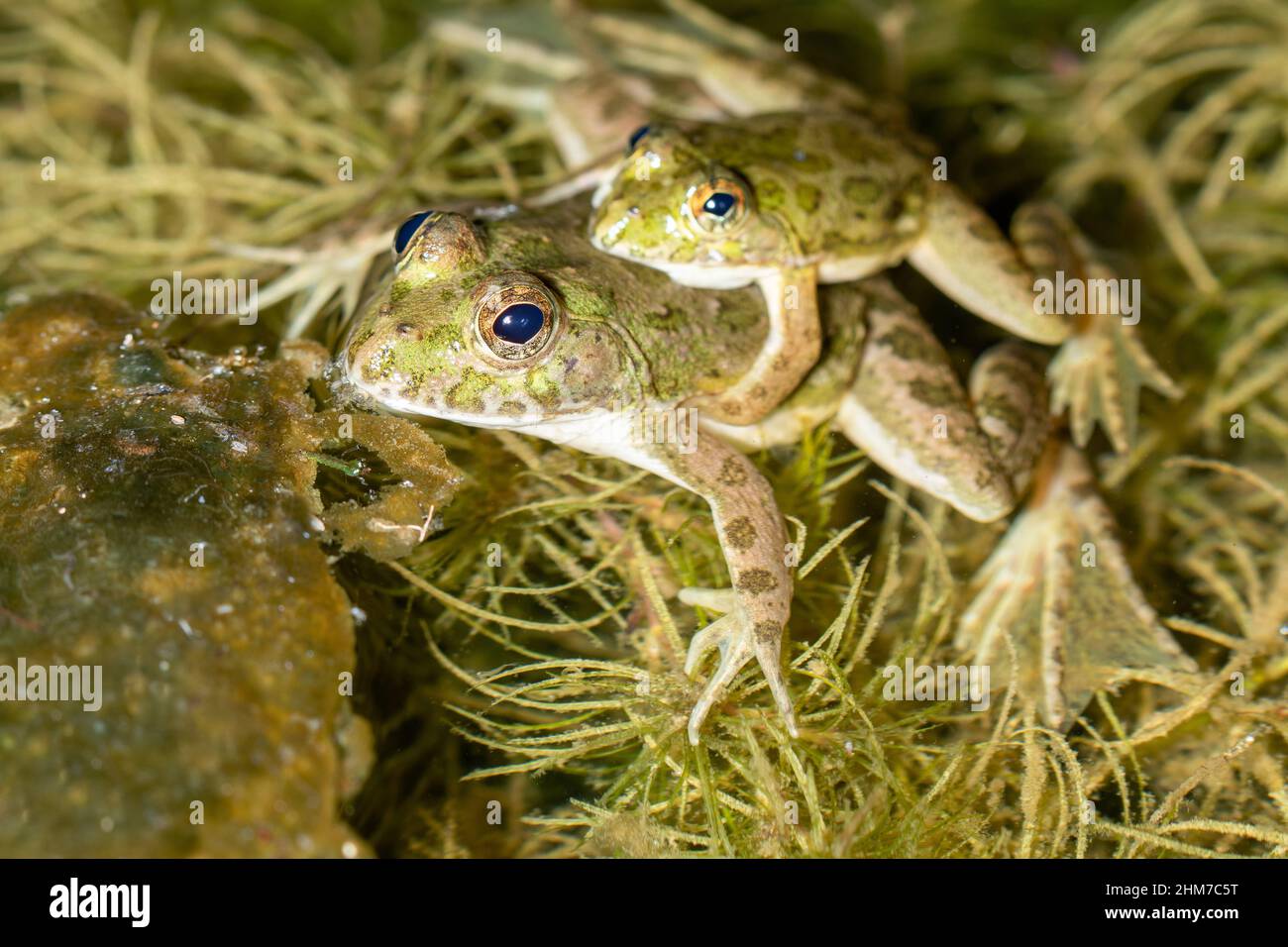 Frog mating hi-res stock photography and images - Alamy