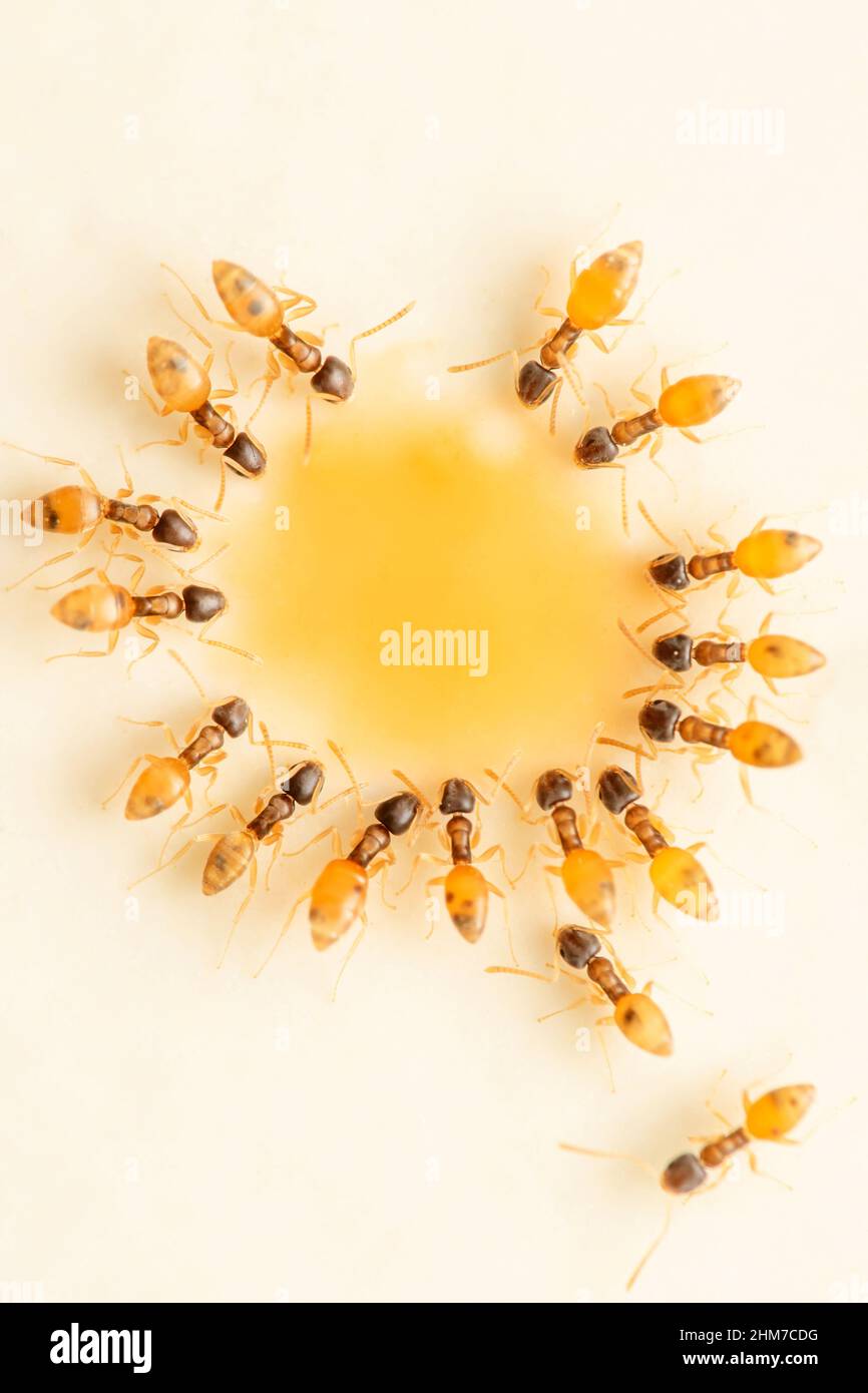 Indian ants hi-res stock photography and images - Alamy