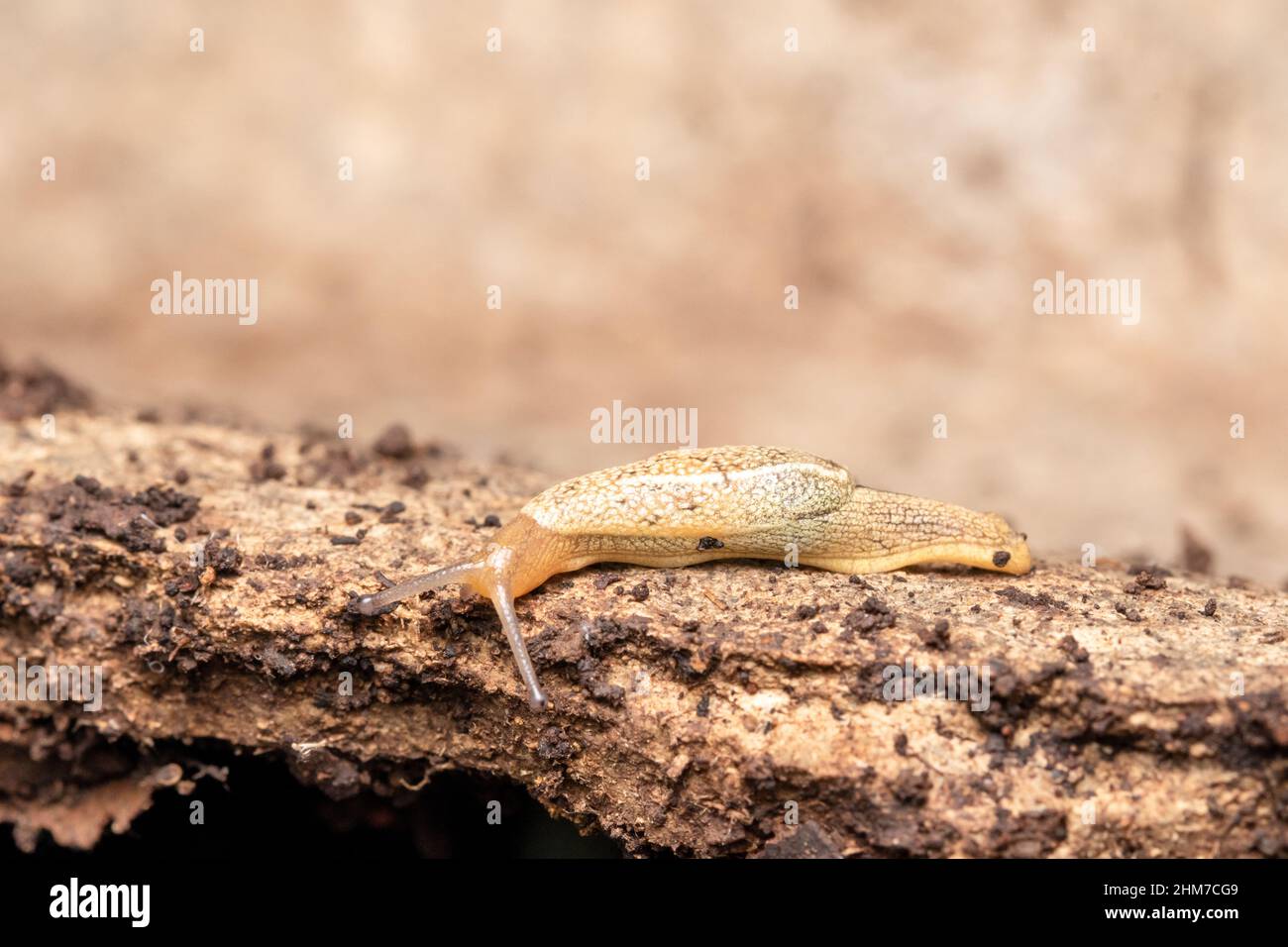Hedgehog slug , Arion intermedius, Satara, Maharashtra, India Stock ...