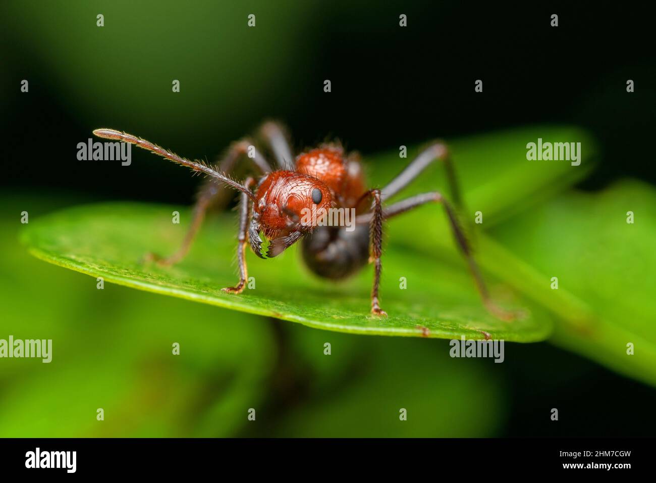 Red ant, Myrmicaria brunnea, Pune, Maharashtra, India Stock Photo - Alamy