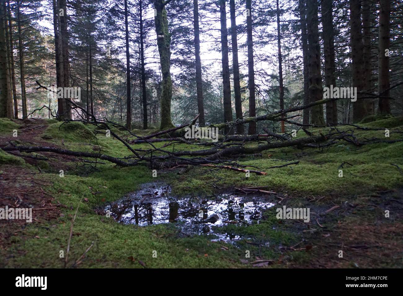 Norway forest hi-res stock photography and images - Alamy