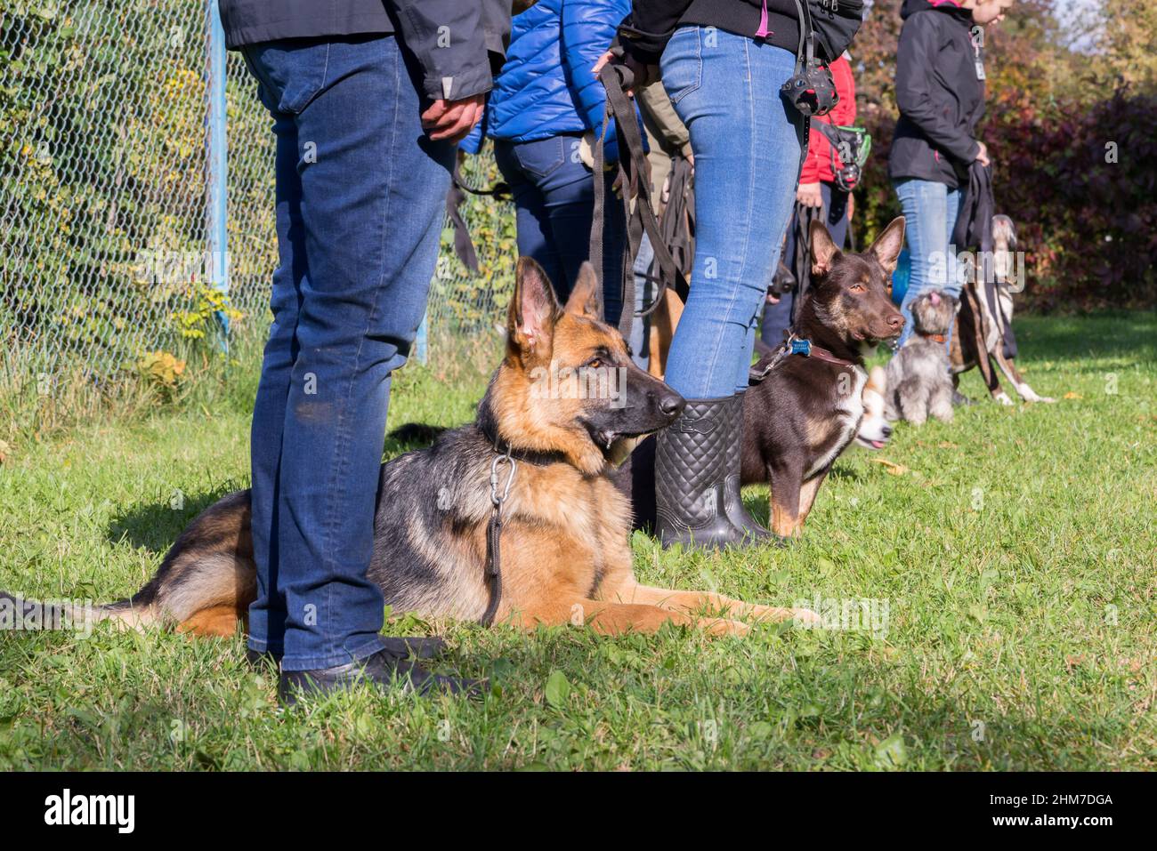 Group of dogs with owners at obedience class Stock Photo - Alamy