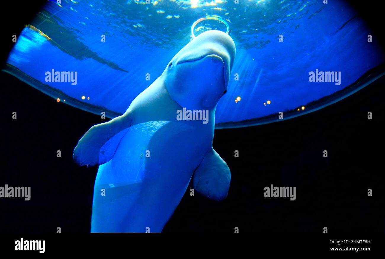 Dolphin Images High Resolution Stock Photography and Images - Alamy