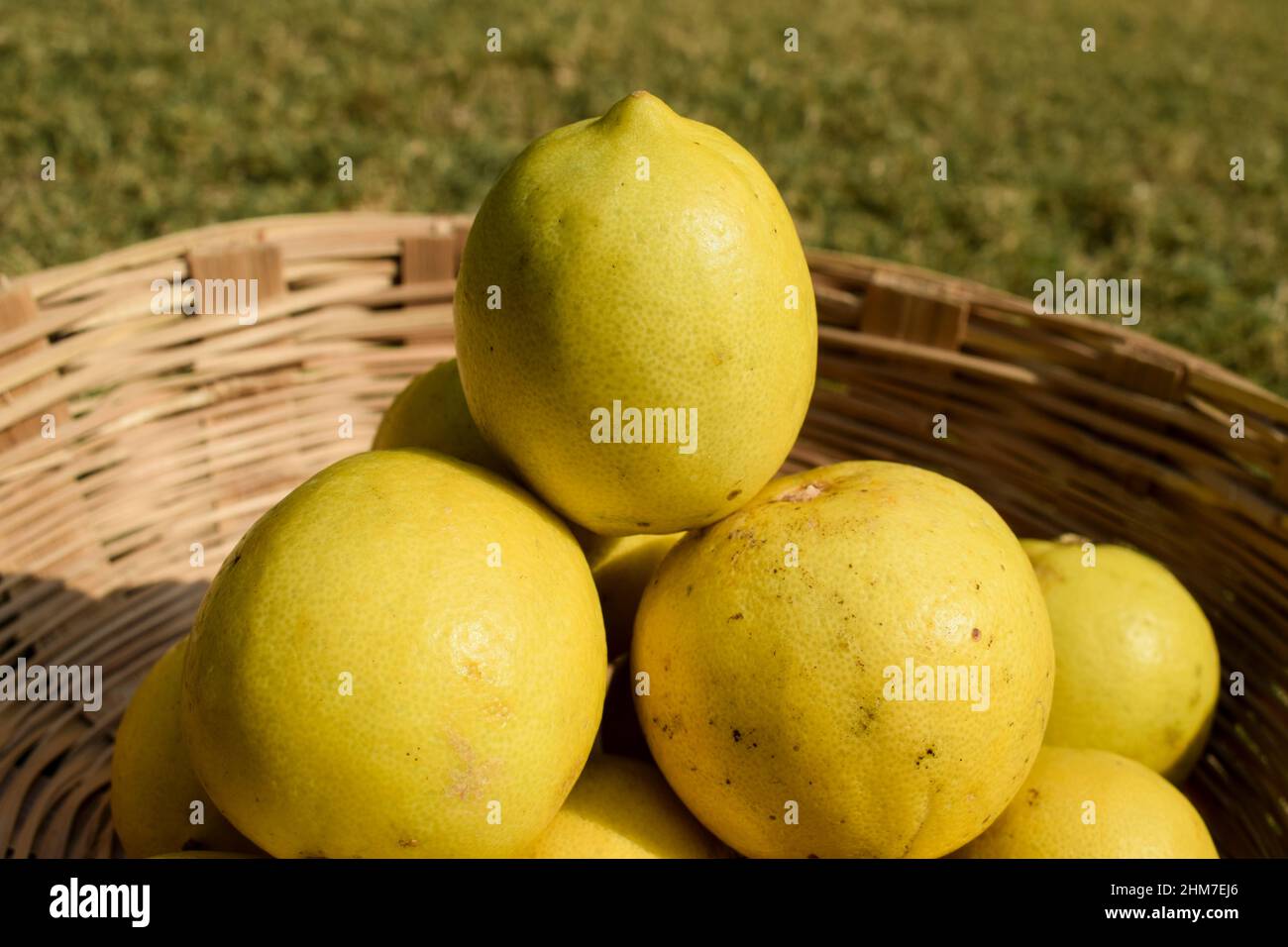Fresh big size Lemons stacked one on top of other to sell in vegetable ...