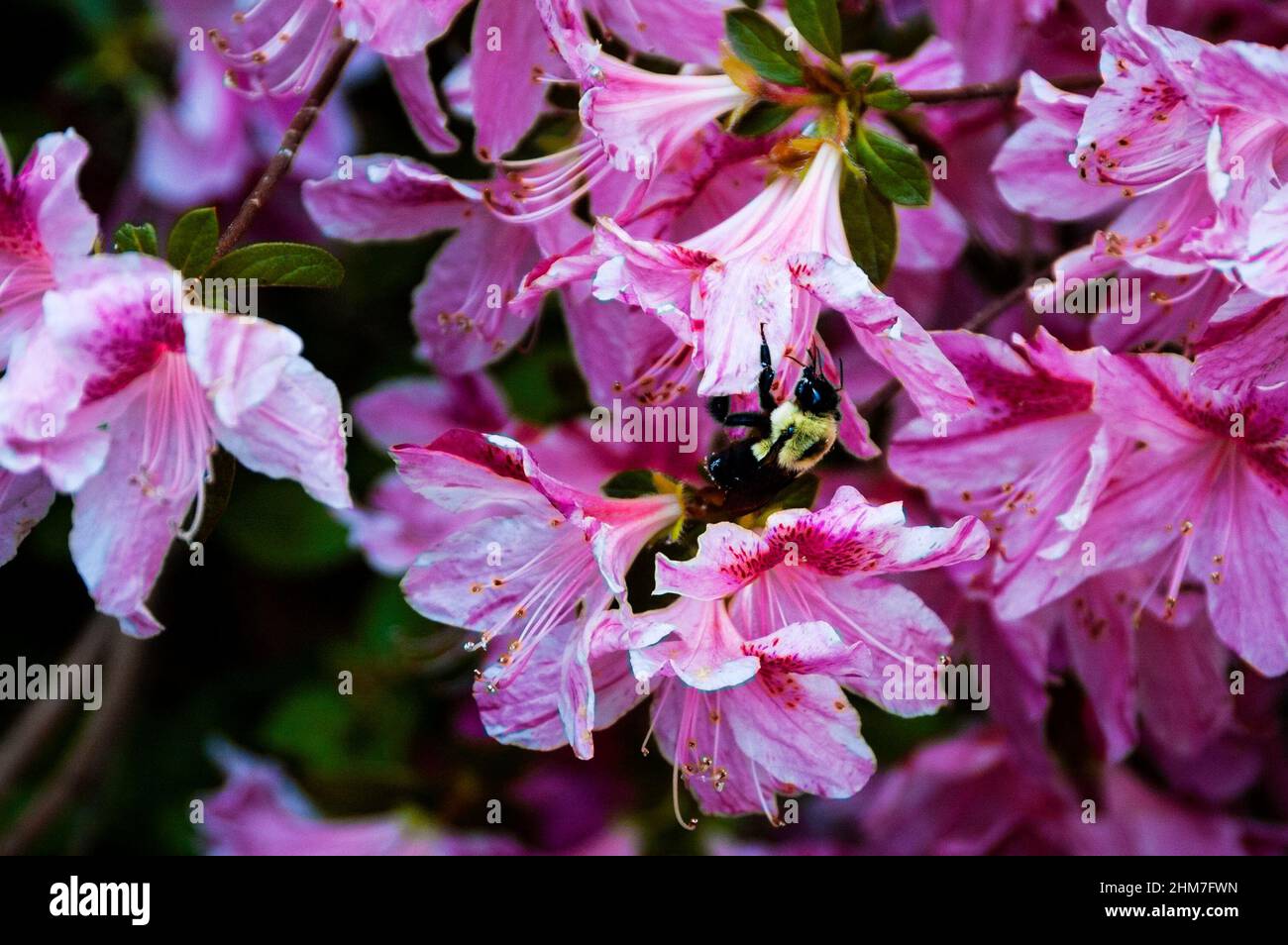 The azalea of the rhododendron family Stock Photo - Alamy