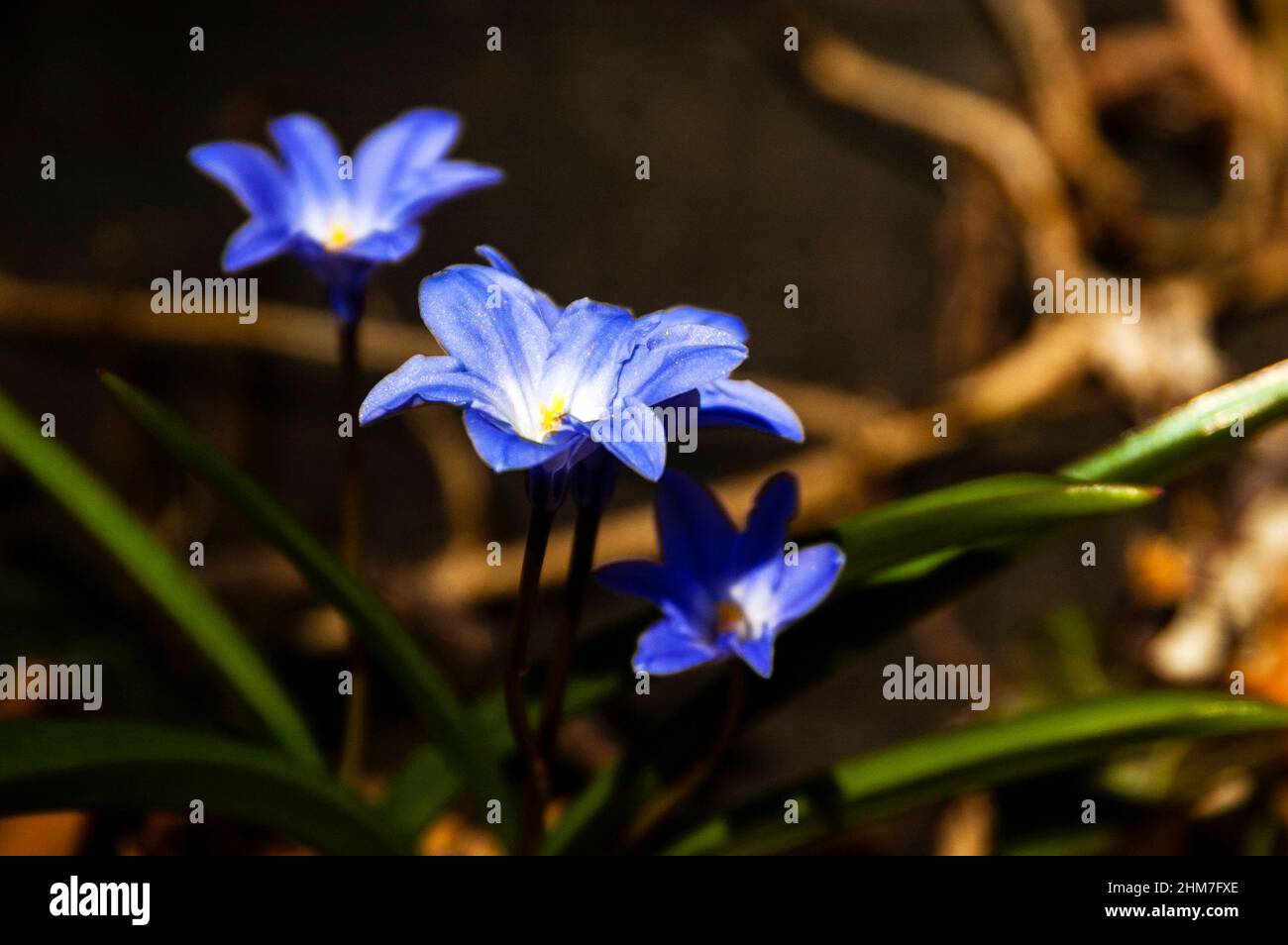 Glory of the Snow bulbs early bloomer Stock Photo - Alamy