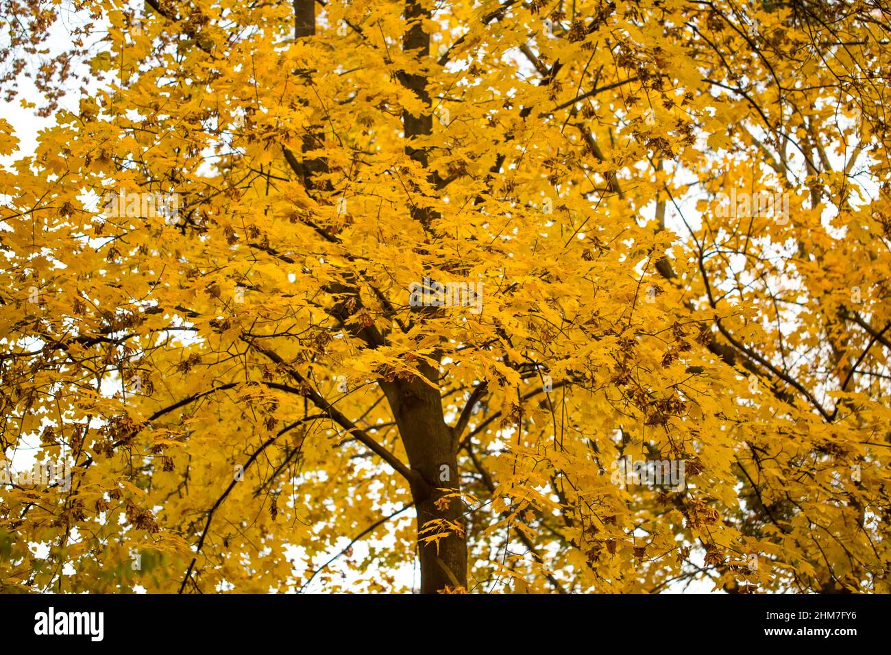 Maple tree in gold yellow leaves, an autumn close-up Stock Photo - Alamy
