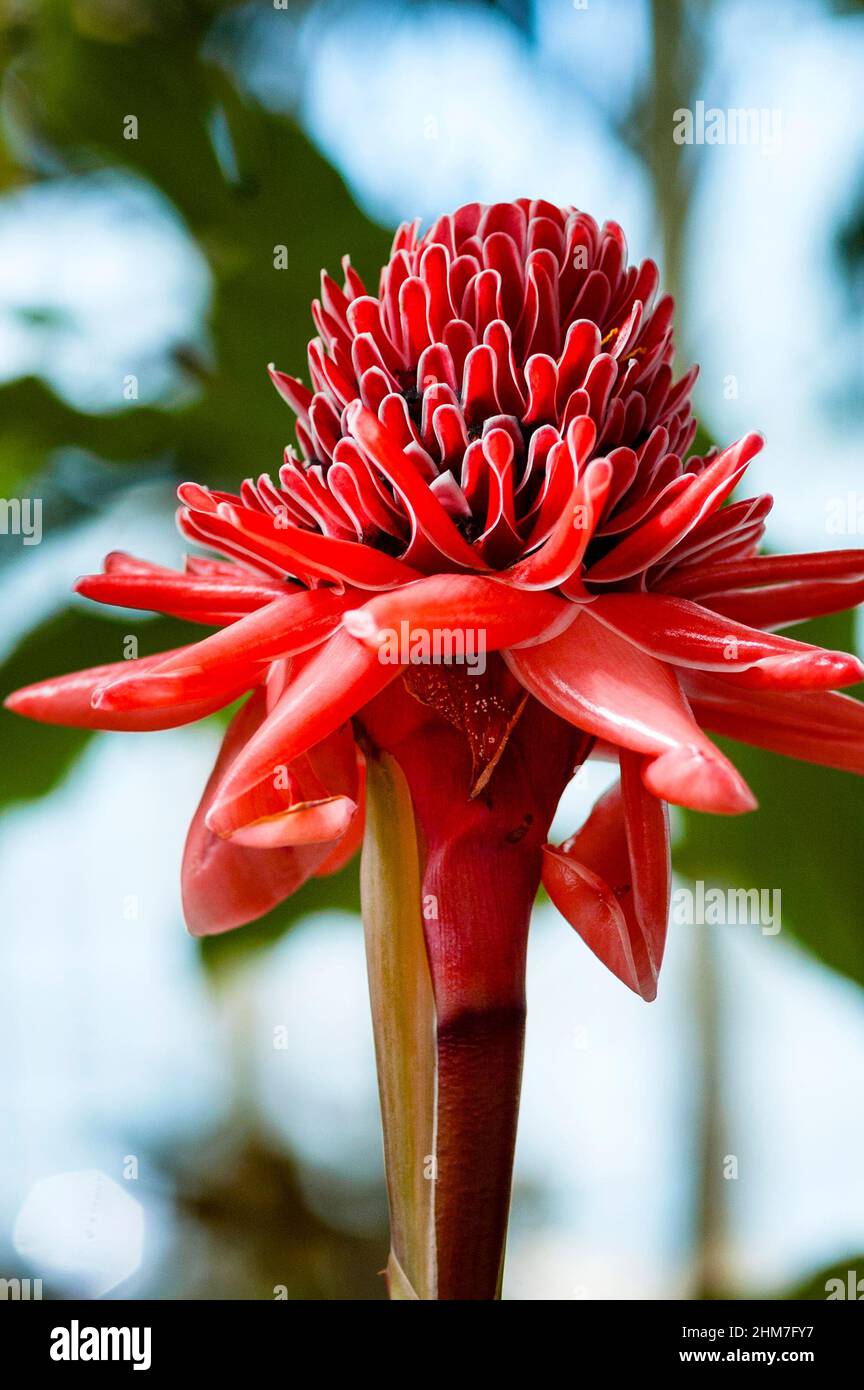 Goda nelim hi-res stock photography and images - Alamy