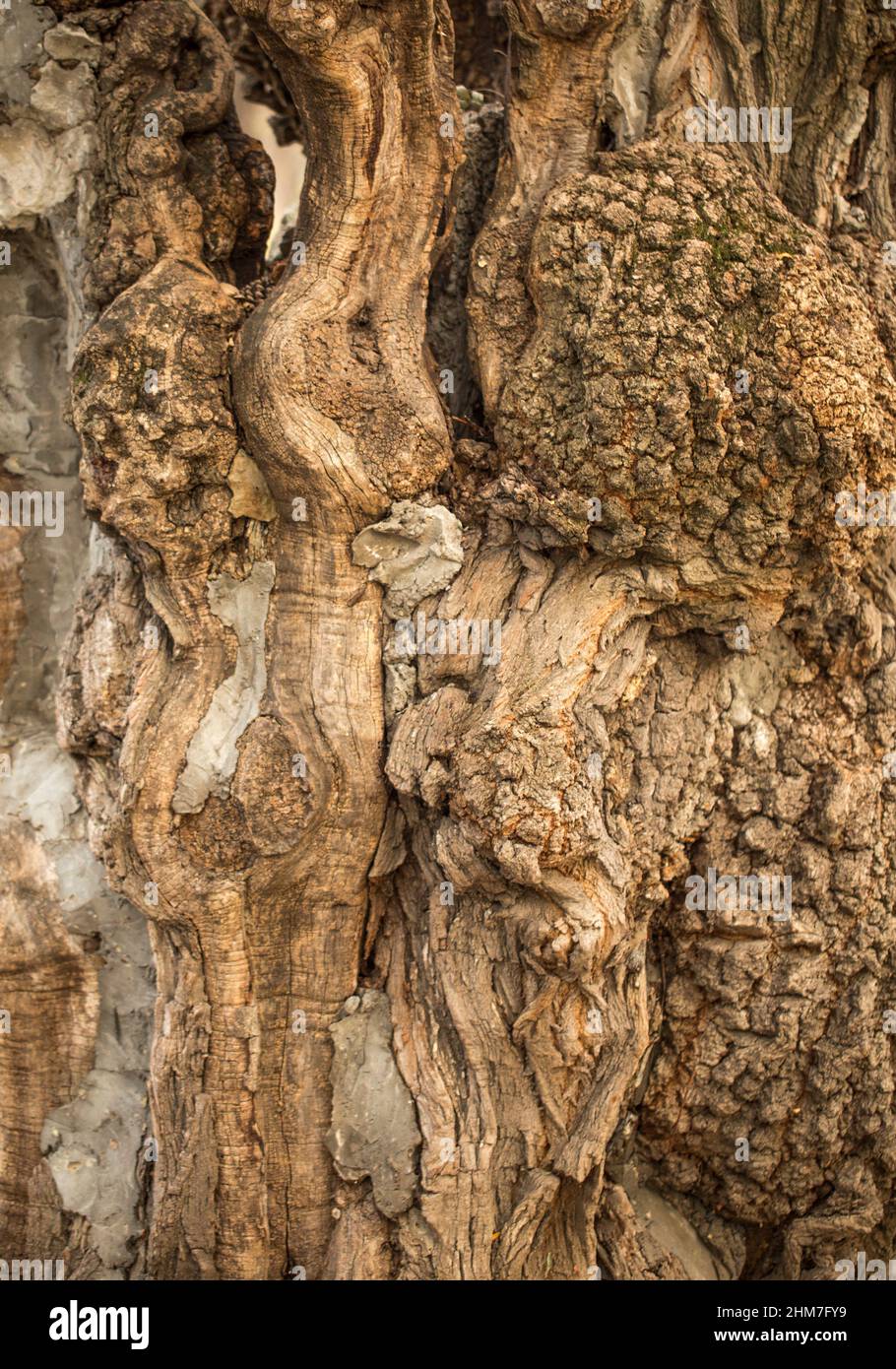 Fissures on elm tree bark treated against wetwood, a close-up Stock ...