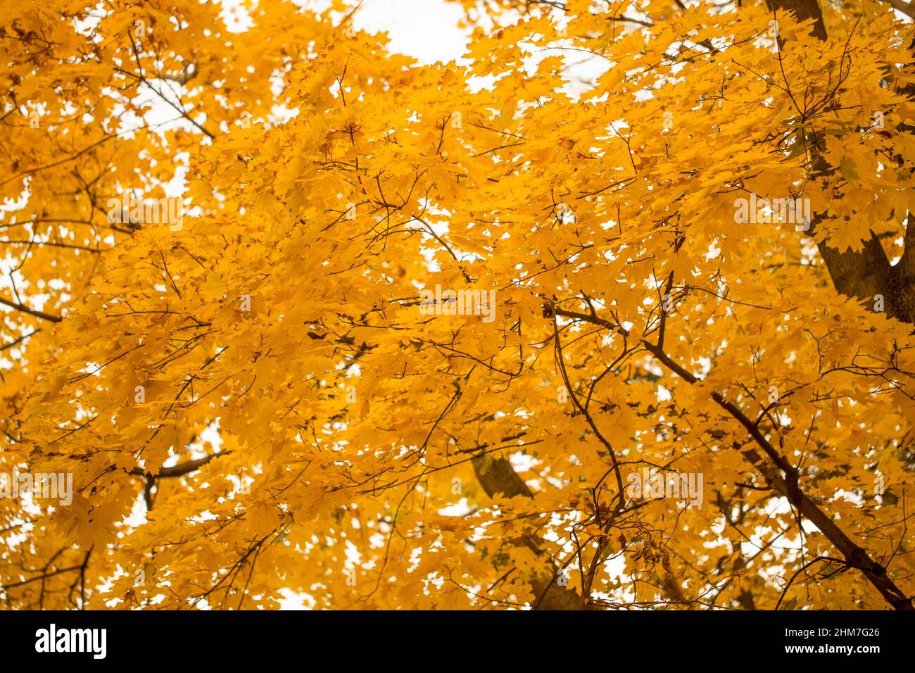Gold yellow fall leaves on maple tree, a beautiful close-up Stock Photo ...