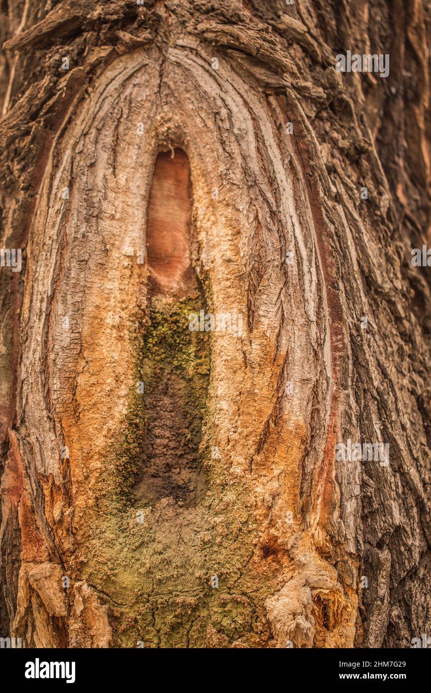 Slime flux on elm tree bark. Close-up Stock Photo - Alamy