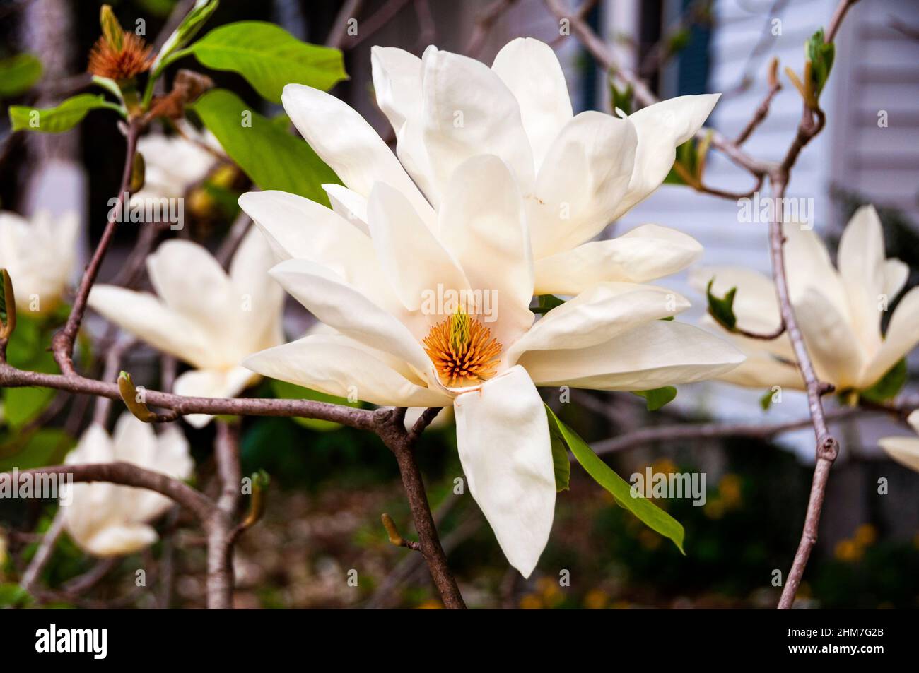 Flowering Magnolia tree Stock Photo - Alamy