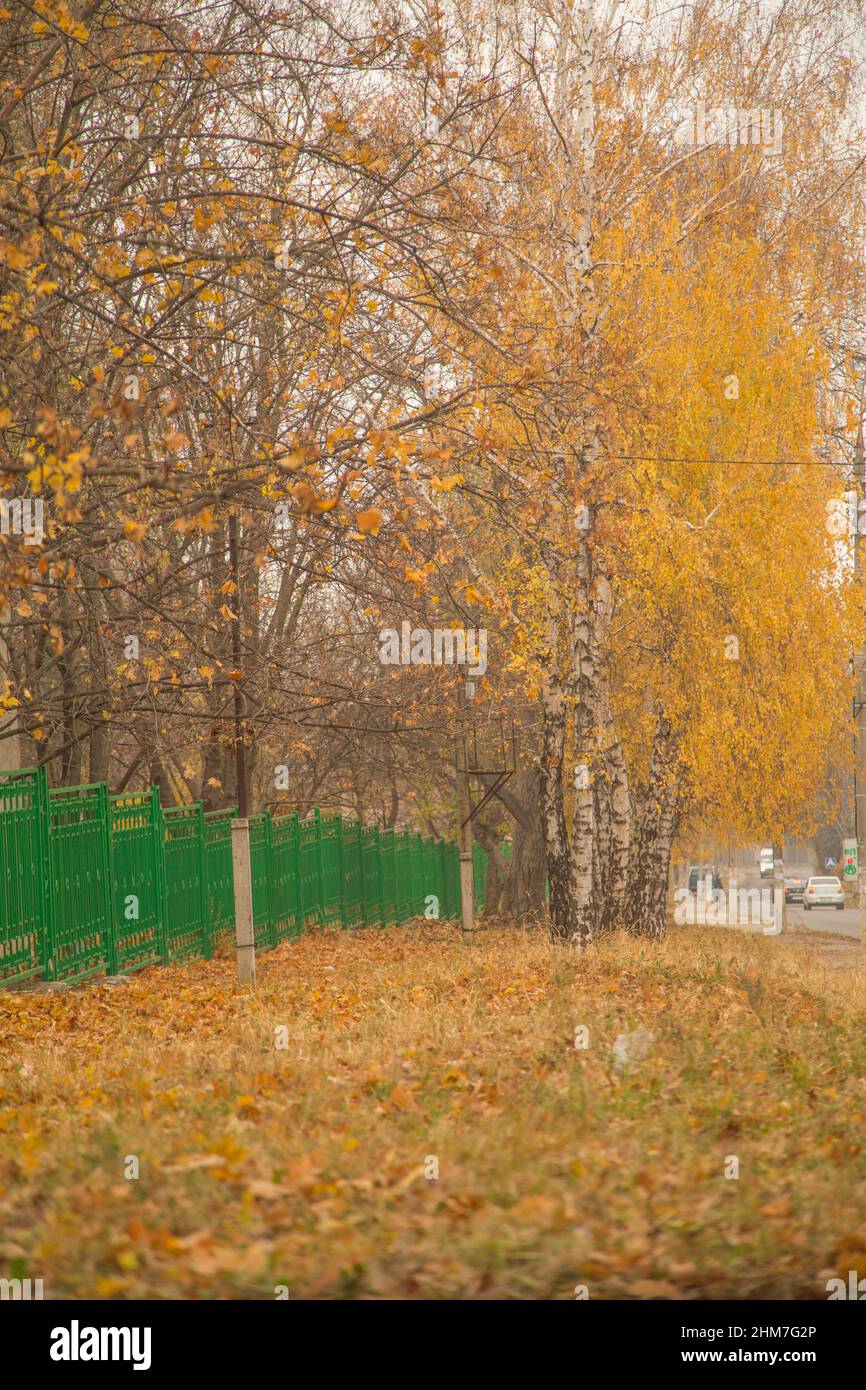 Gold yellow leaves on birch trees along the metal fence, dry leaves on ...