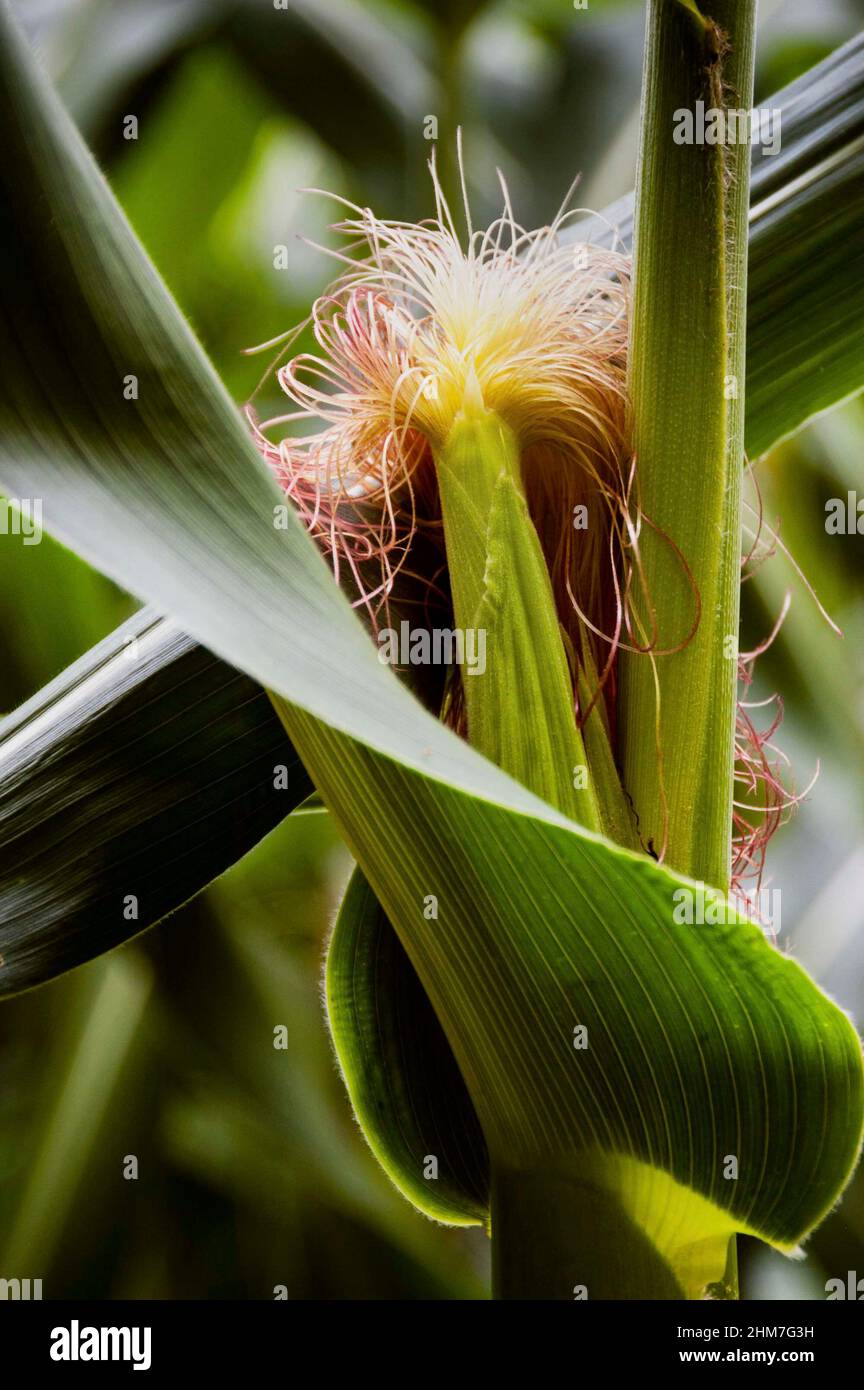 The male flower of the corn plant is known as a corn tassel and appears ...