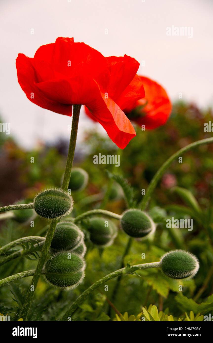 Remembrance poppy ireland hi-res stock photography and images - Alamy