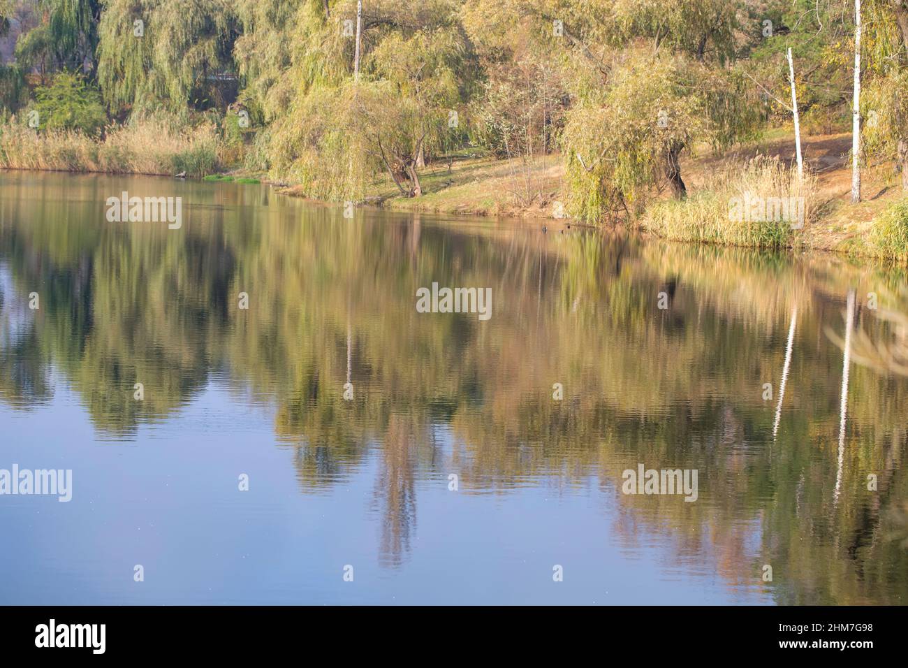 Calm lake water reflects sky, reed, willow and birch trees. Beautiful ...