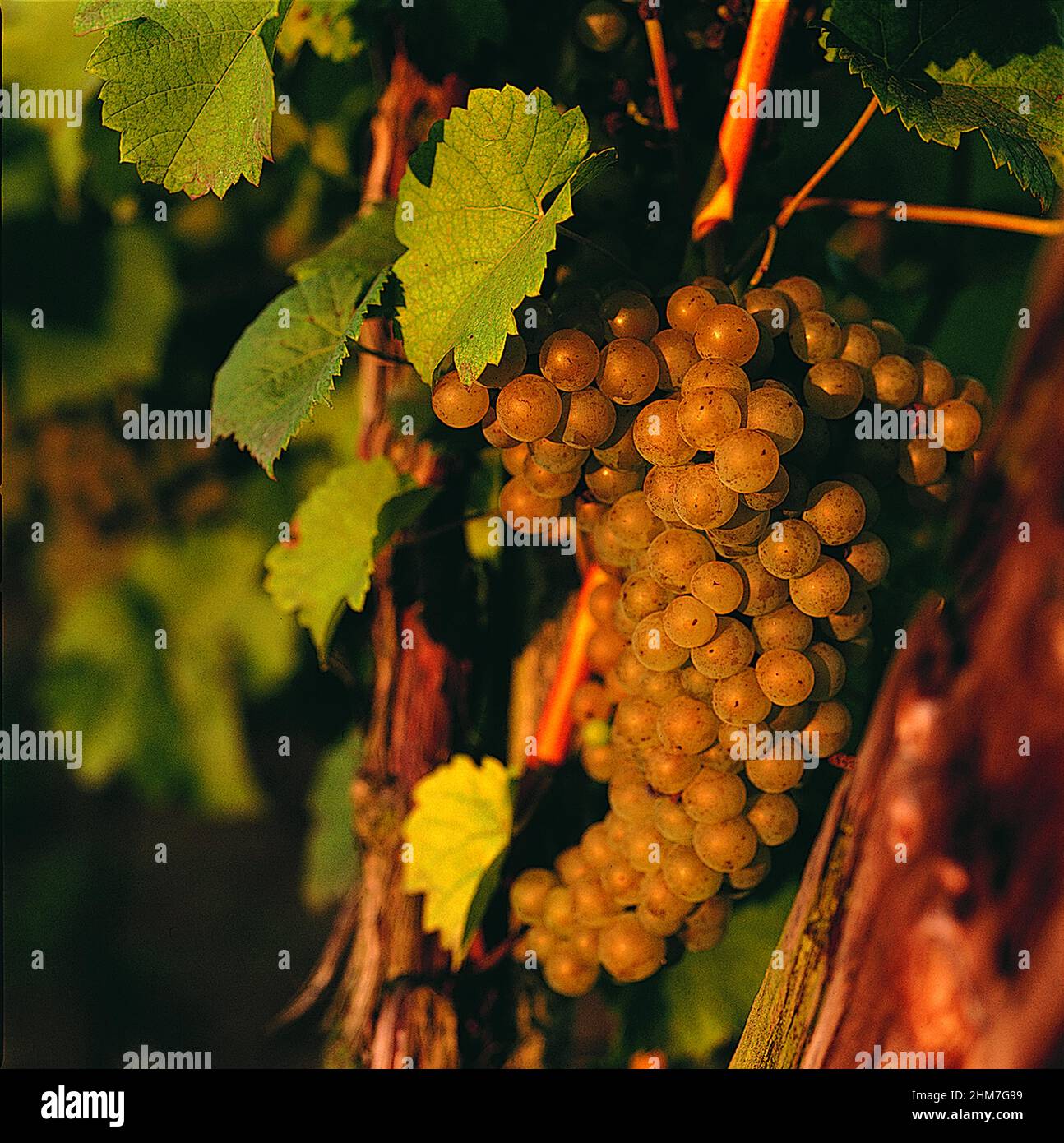 Chenin Blanc white wine grape variety Stock Photo - Alamy