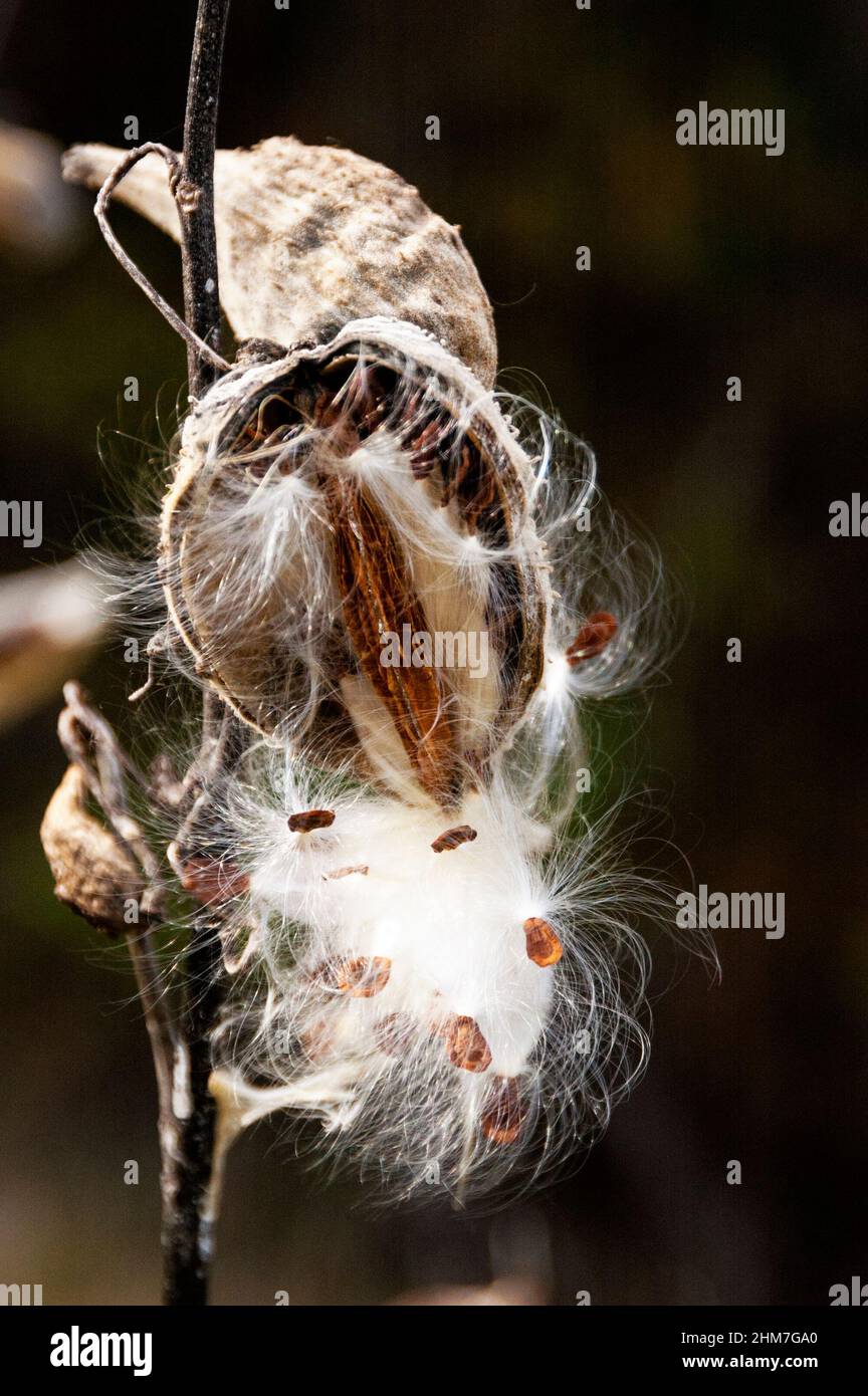 Milkweed Seed Dispersal