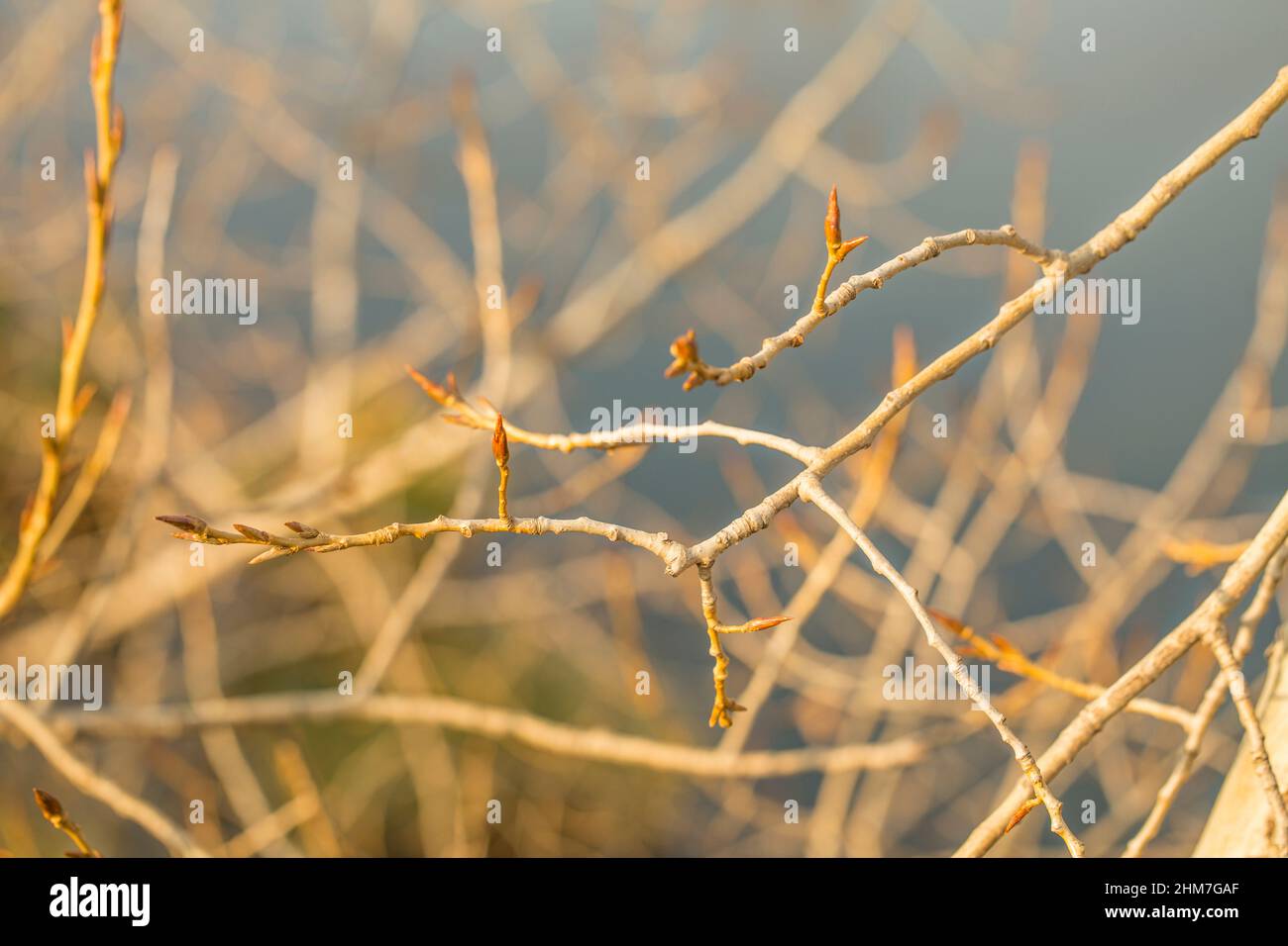 Leafless tree branch in park, a sunlit close-up Stock Photo - Alamy
