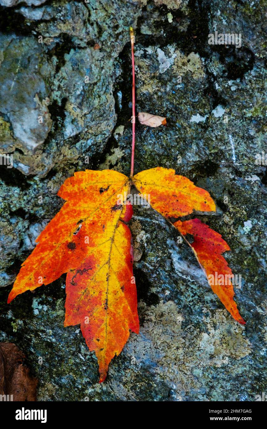 Autumn fall leaves Stock Photo - Alamy