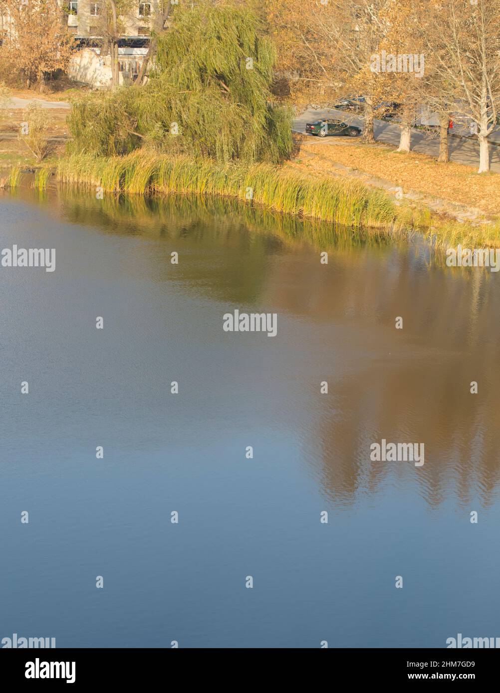 Wind blow, lake water rippled in city park. Background: waving reed ...
