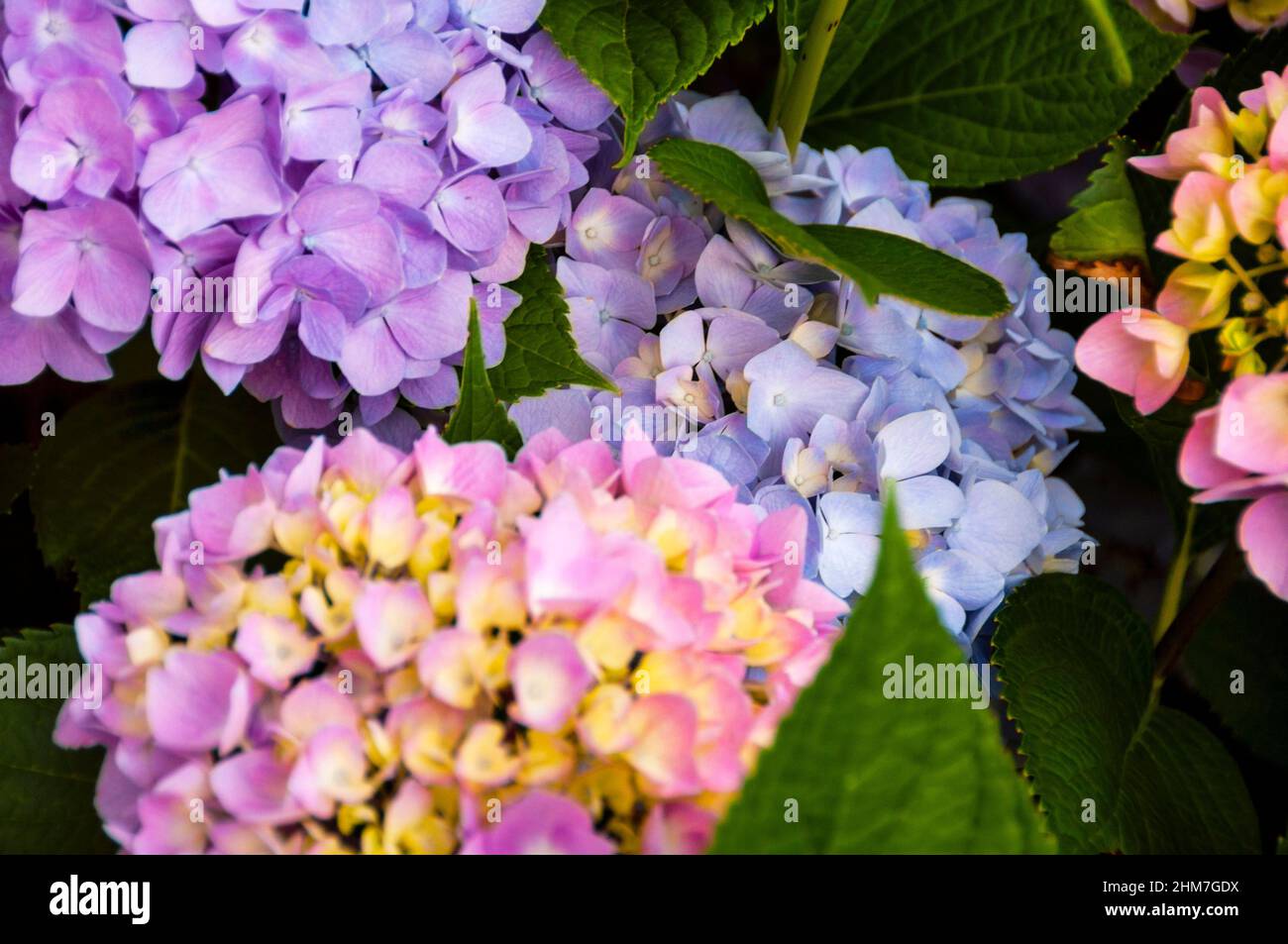 Hydrangea is also known as Lacecap, Mopheap, French or Hydrangea macrophylla Stock Photo - Alamy