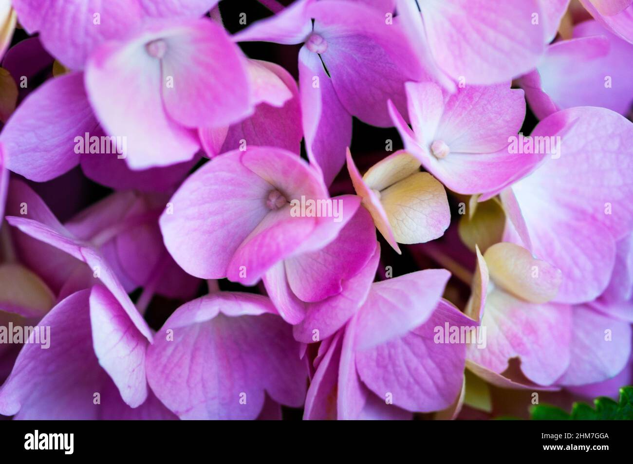 Hydrangea is also known as Lacecap, Mopheap, French or Hydrangea macrophylla Stock Photo - Alamy