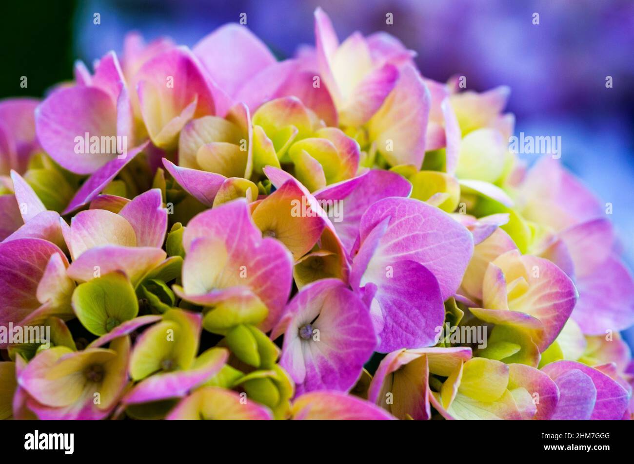 Hydrangea is also known as Lacecap, Mopheap, French or Hydrangea macrophylla Stock Photo - Alamy