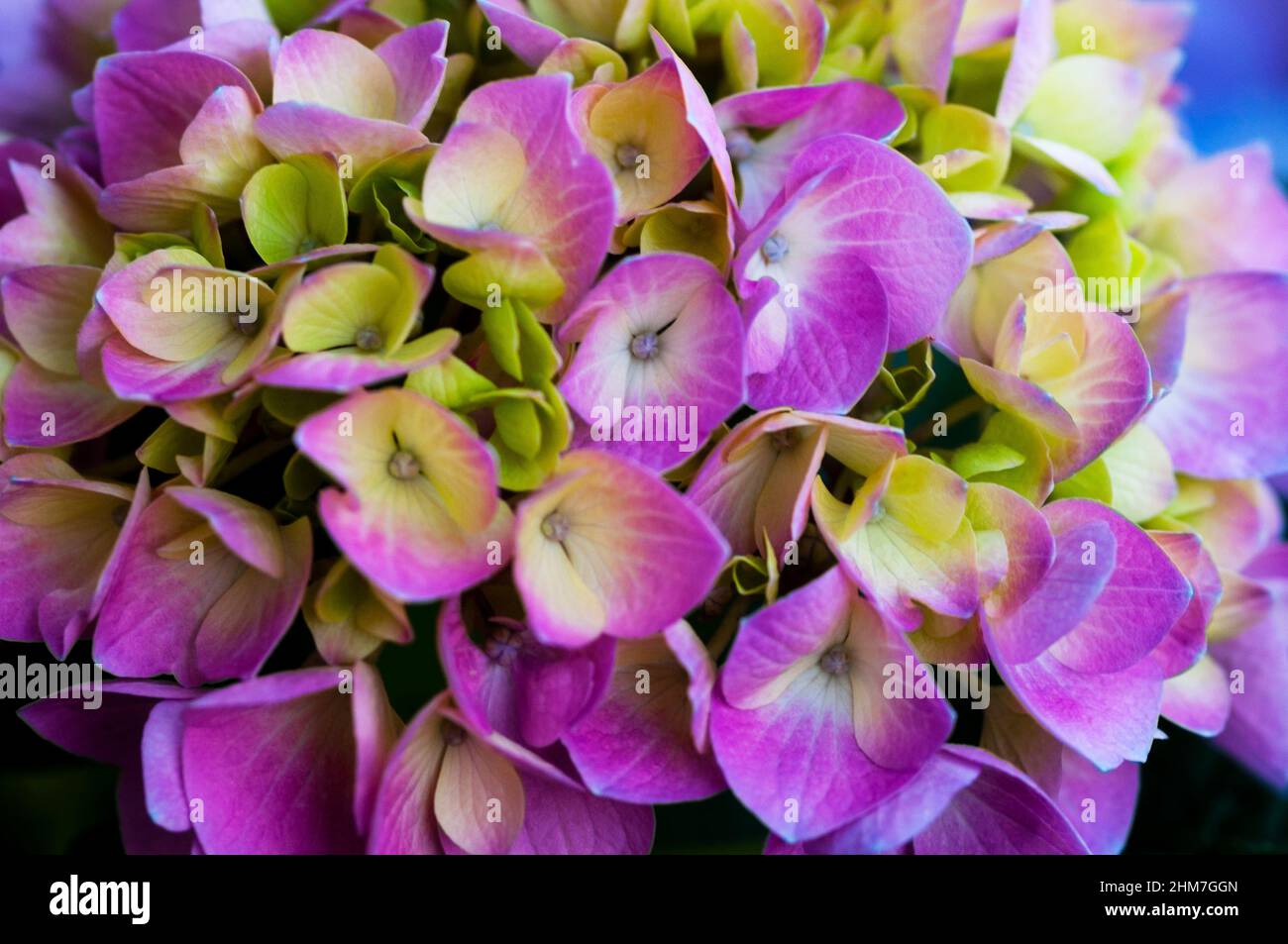 Hydrangea is also known as Lacecap, Mopheap, French or Hydrangea macrophylla Stock Photo - Alamy