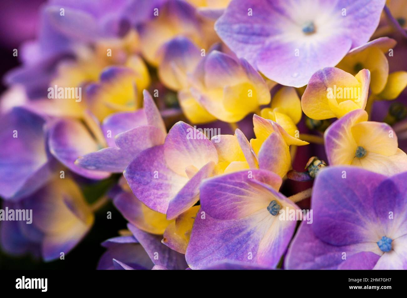 Hydrangea is also known as Lacecap, Mopheap, French or Hydrangea macrophylla Stock Photo - Alamy