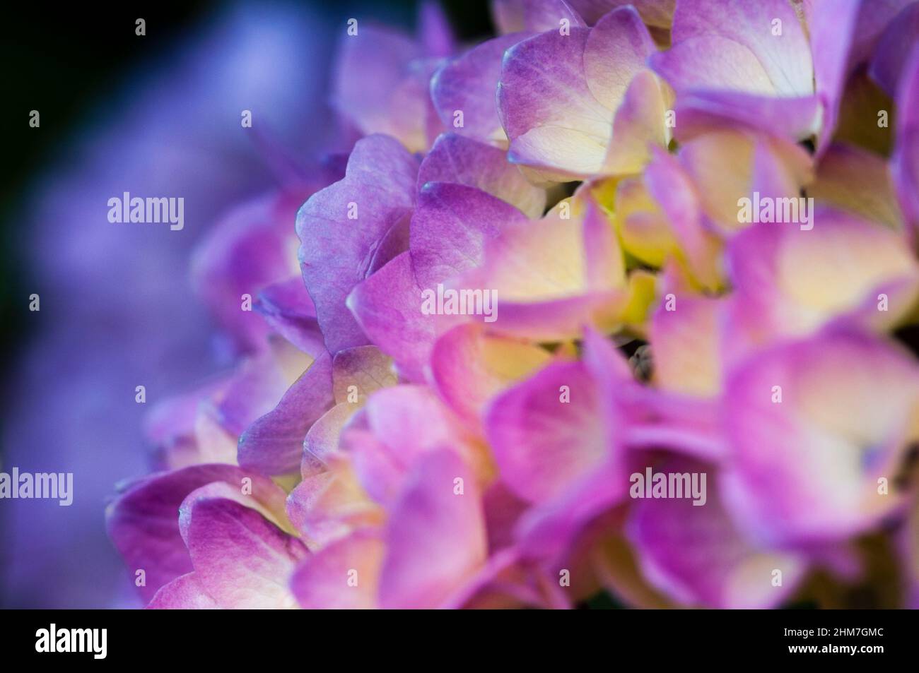 Hydrangea is also known as Lacecap, Mopheap, French or Hydrangea macrophylla Stock Photo - Alamy