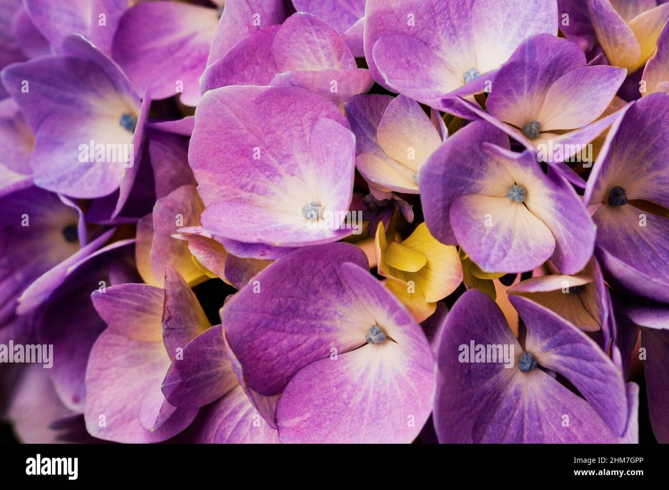 Hydrangea is also known as Lacecap, Mopheap, French or Hydrangea macrophylla Stock Photo - Alamy