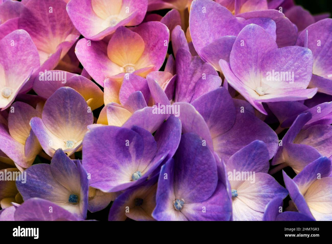 Hydrangea is also known as Lacecap, Mopheap, French or Hydrangea macrophylla Stock Photo - Alamy