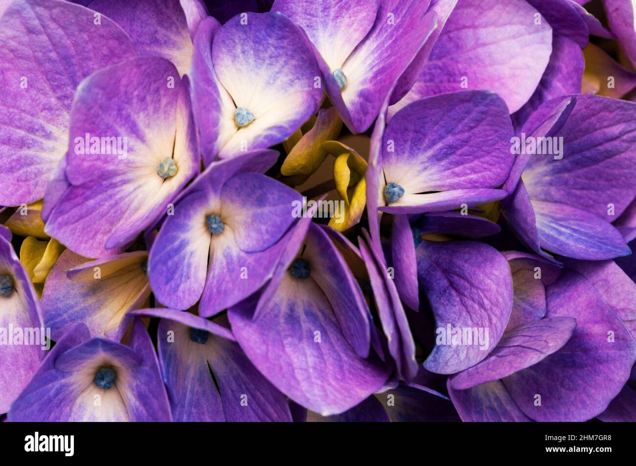 Hydrangea is also known as Lacecap, Mopheap, French or Hydrangea macrophylla Stock Photo - Alamy