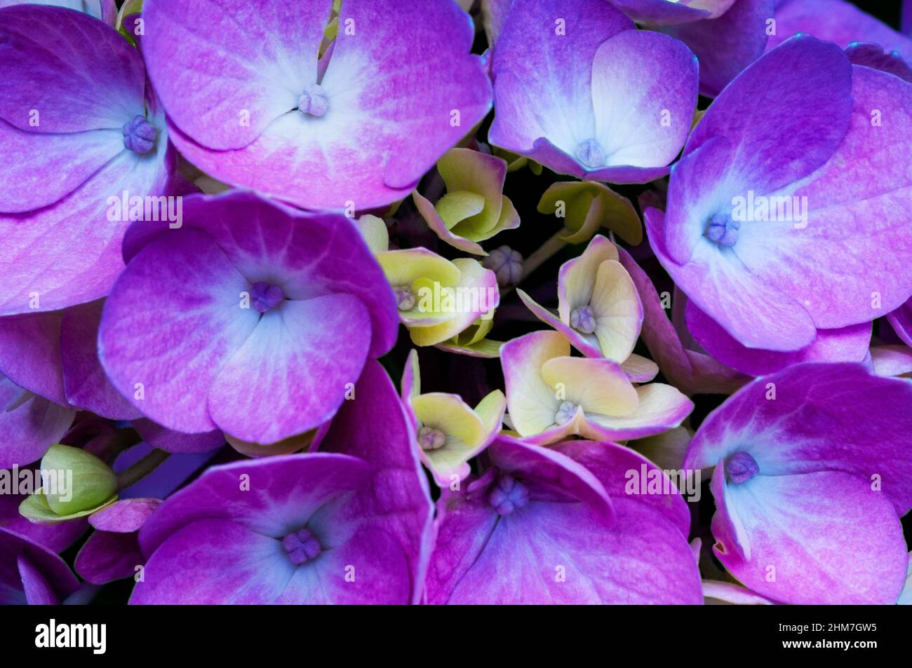 Hydrangea is also known as Lacecap, Mopheap, French or Hydrangea macrophylla Stock Photo - Alamy